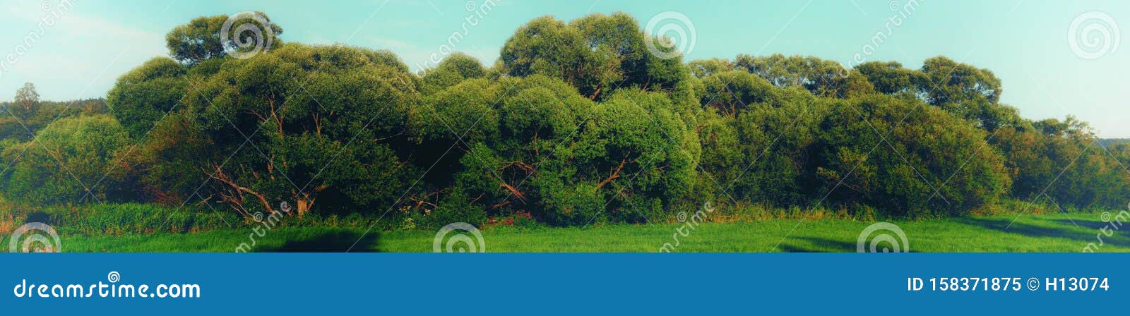 Group of Broad Leaf Trees Probably Willow Trees on a Green Meadow Stock ...