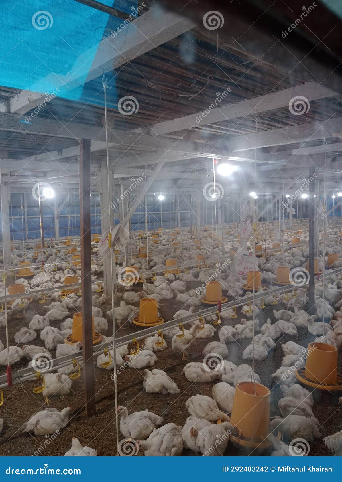 Group of broiler chickens stock photo. Image of farm - 292483242