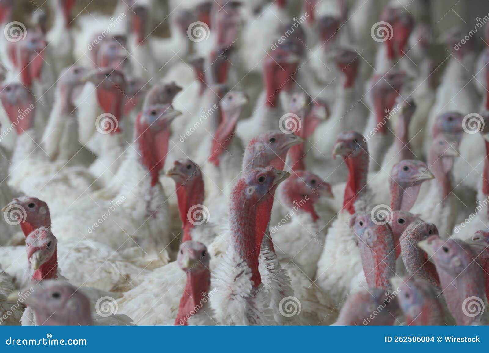 Group of Broilers on the Farm Stock Photo - Image of chicken, organic ...