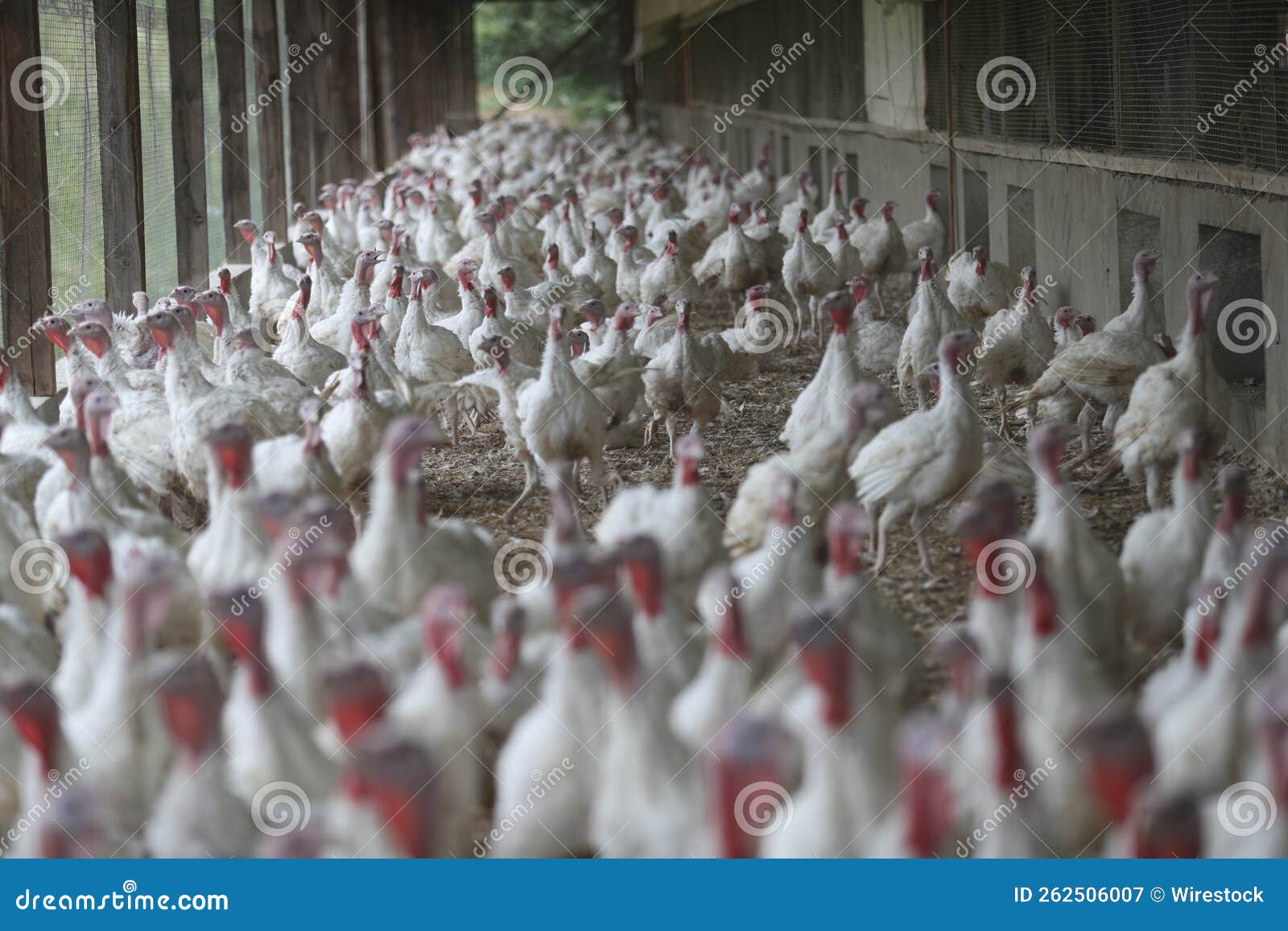 Group of Broilers on the Farm Stock Image - Image of farming, nature ...