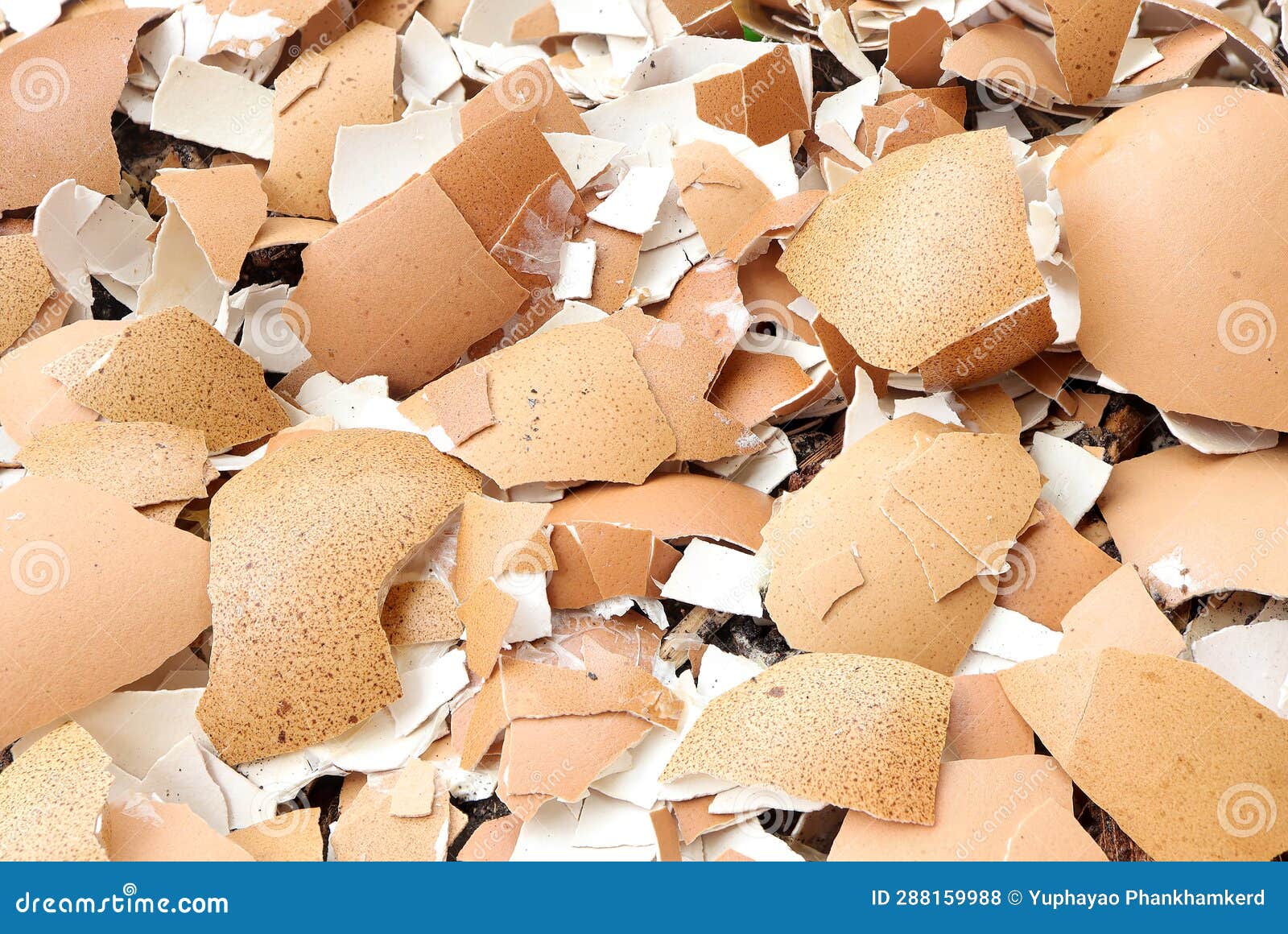 Group of Broken Egg Shells in Plastic Flower Pot. Recycling Kitchen ...