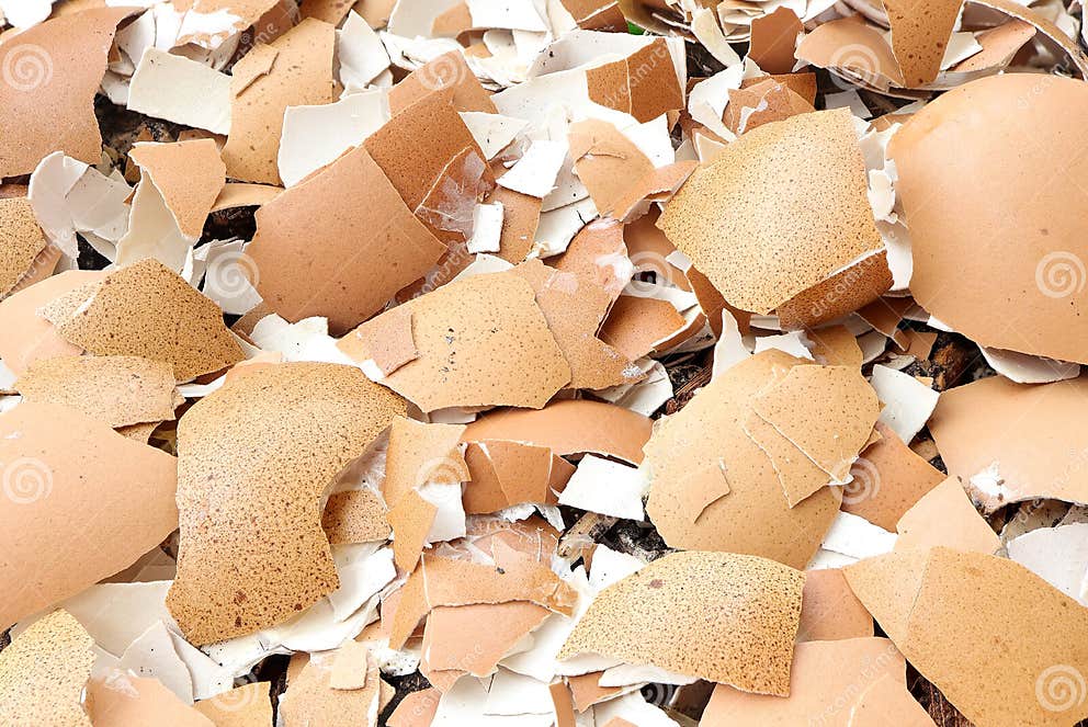 Group of Broken Egg Shells in Plastic Flower Pot. Recycling Kitchen ...