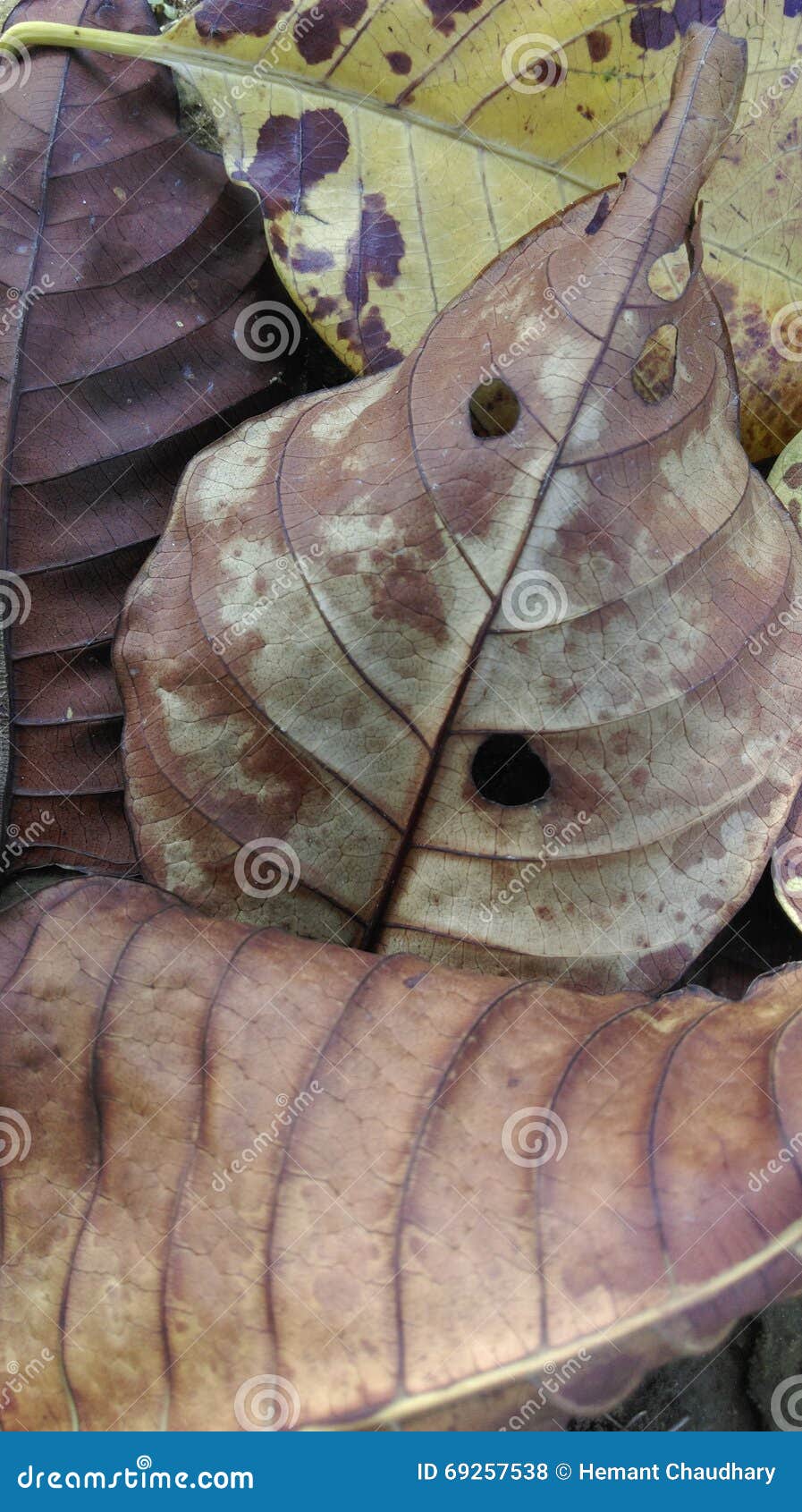 Group of broken leaf stock photo. Image of collection - 69257538