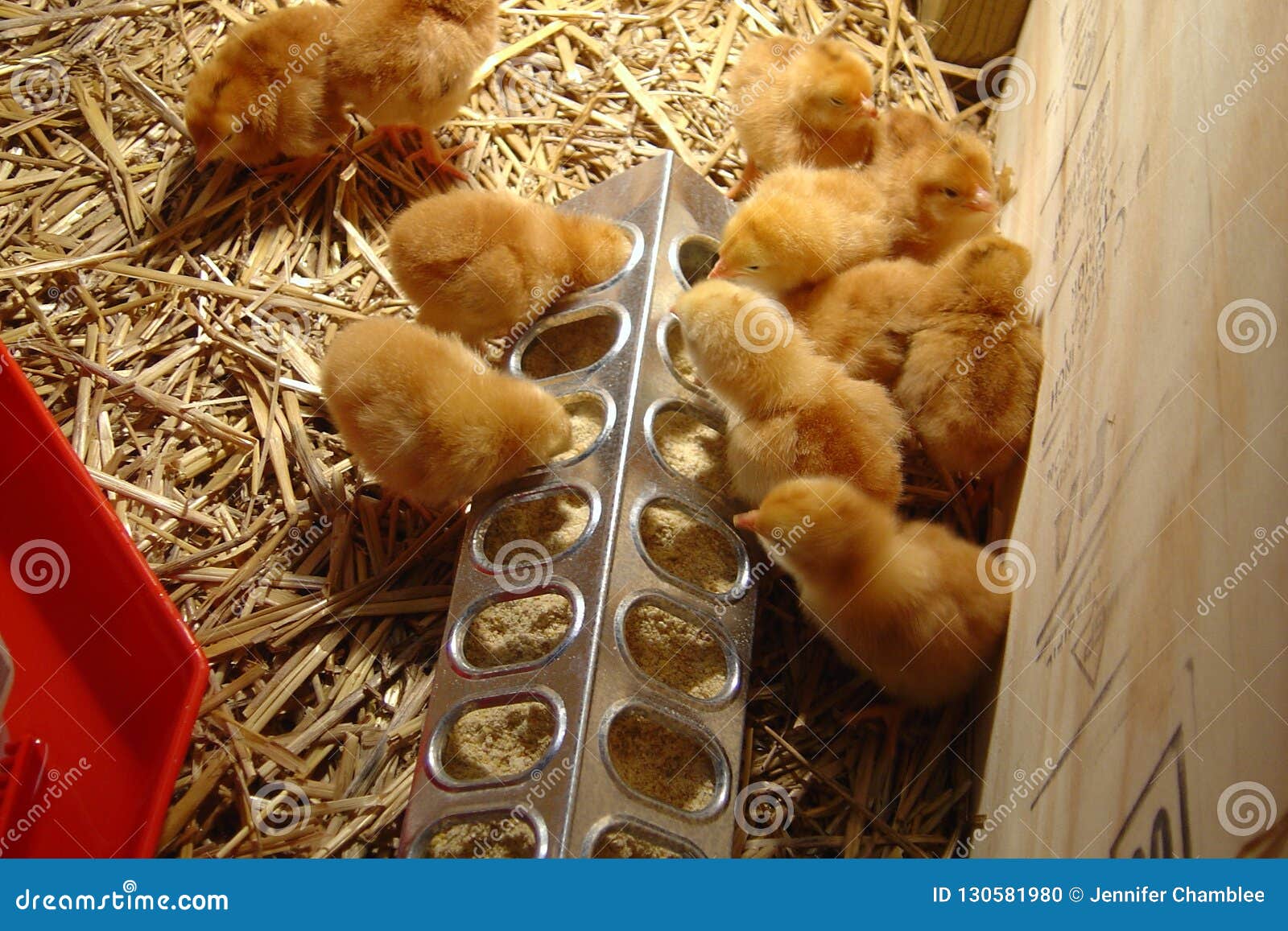 Group of Brown Chicks Eating at a Feeder in a Brooder on a Farm Stock ...