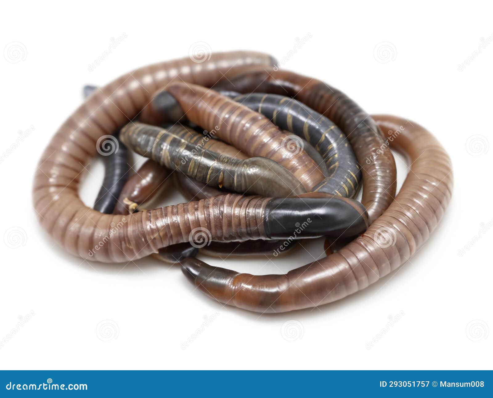 Group of Brown Color Earthworm on White Background Stock Image - Image ...