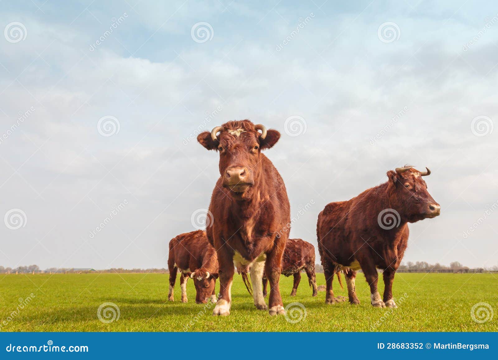 Group of Brown Dutch Cows in Summer Stock Photo - Image of landscape ...