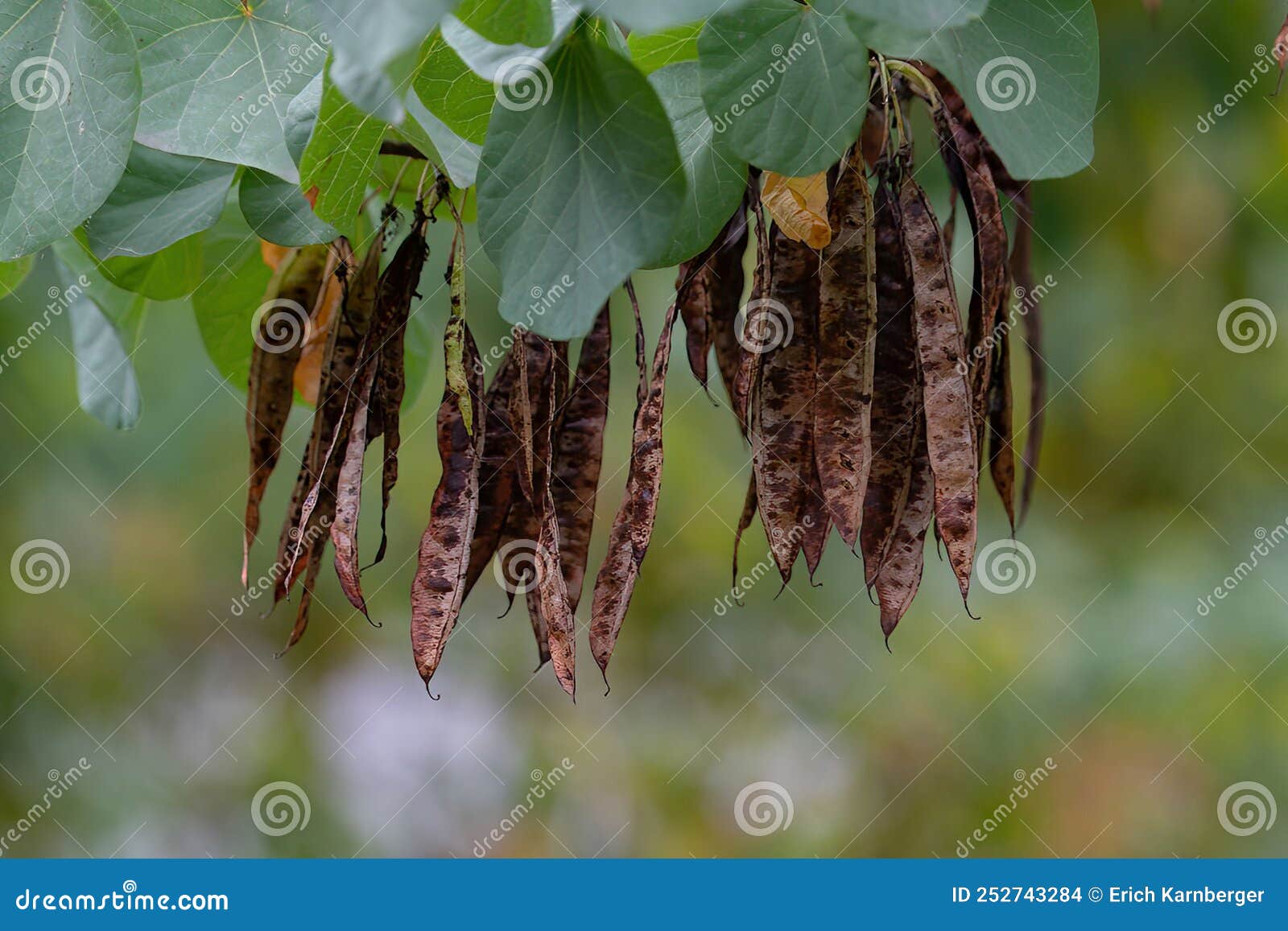Brown legume bunch on tree stock photo. Image of flora - 252743284