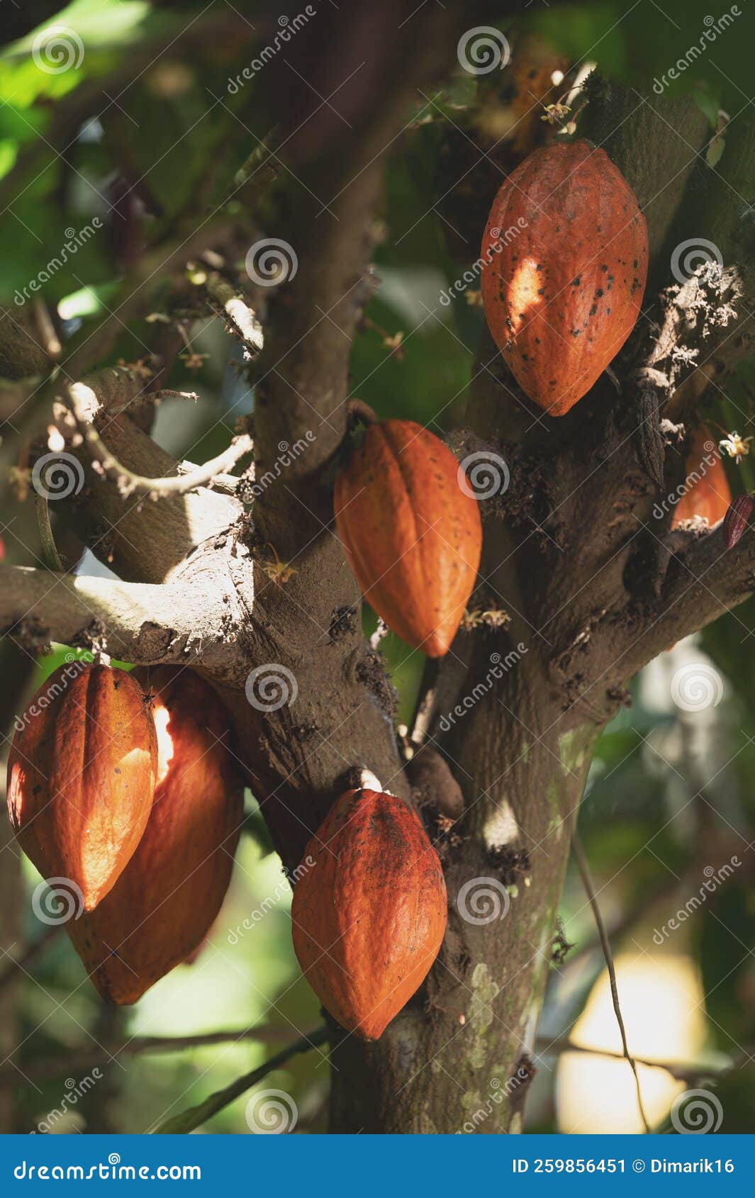 Group of brown pod on tree stock image. Image of ripe - 259856451