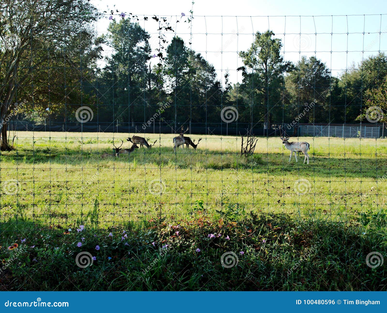 Group of Bucks Fallow Deer stock photo. Image of raised - 100480596