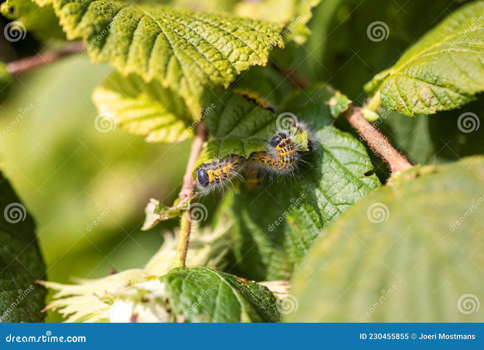 A Group of Buff-tip Caterpillars Sitting on a Leaf of a Hazelnut Tree ...