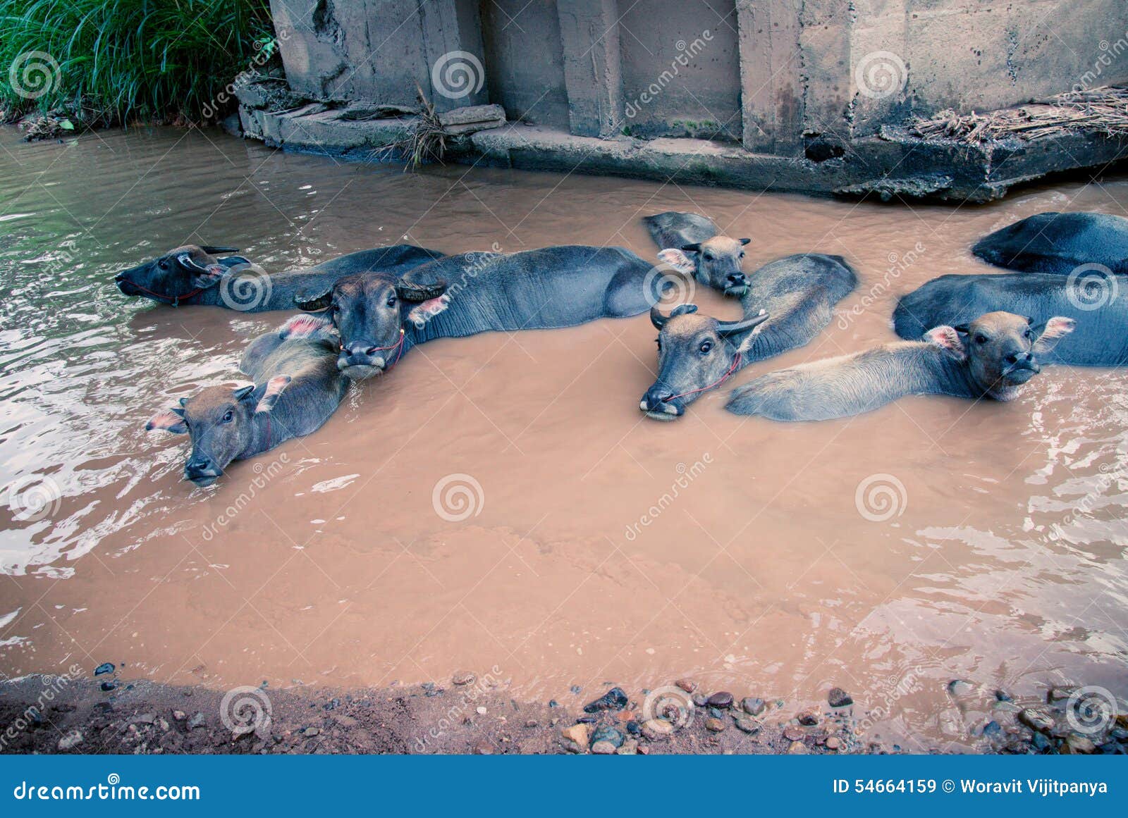 Group Buffalo stock image. Image of country, landscape - 54664159