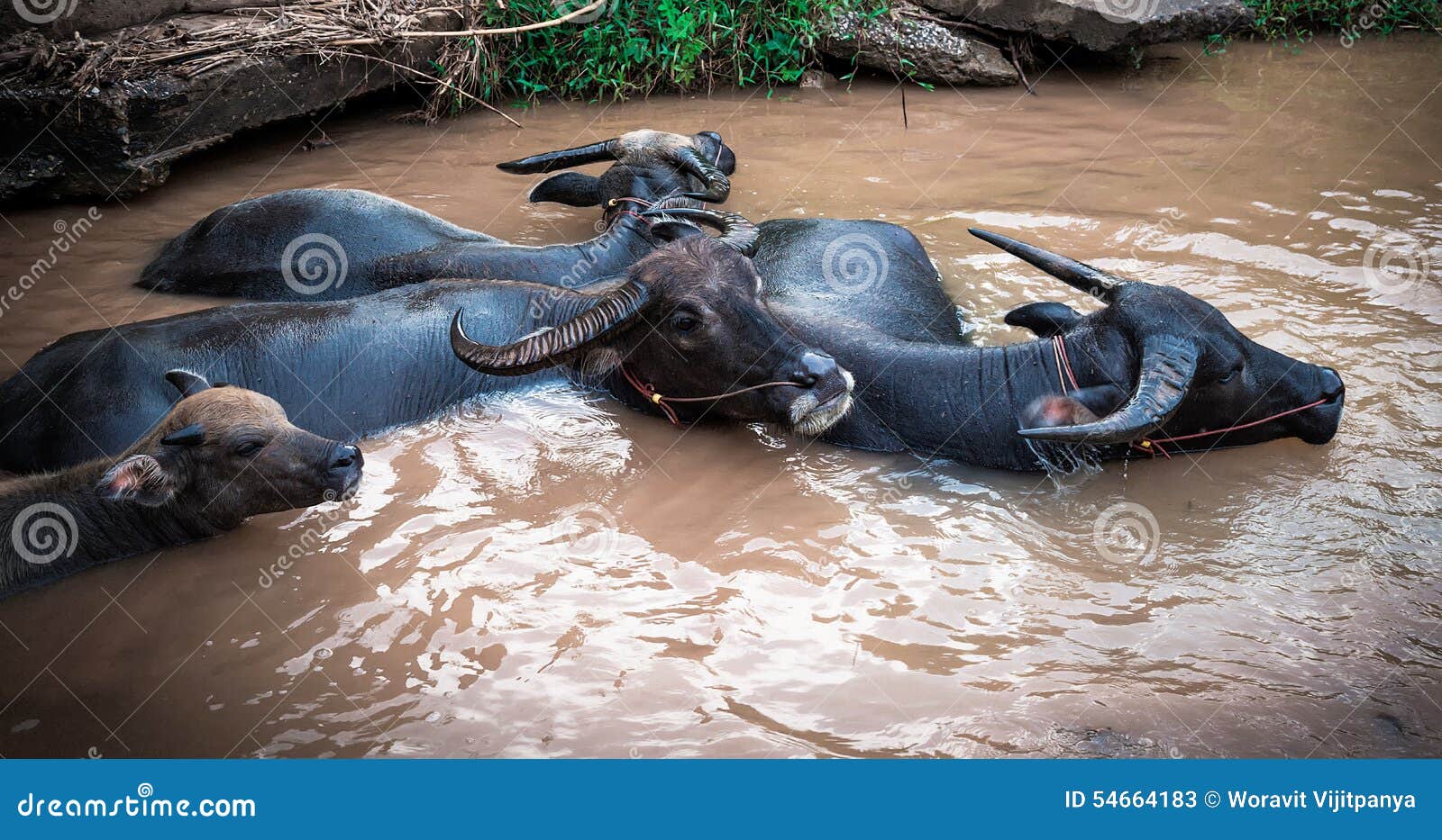 Group Buffalo stock image. Image of horn, background - 54664183