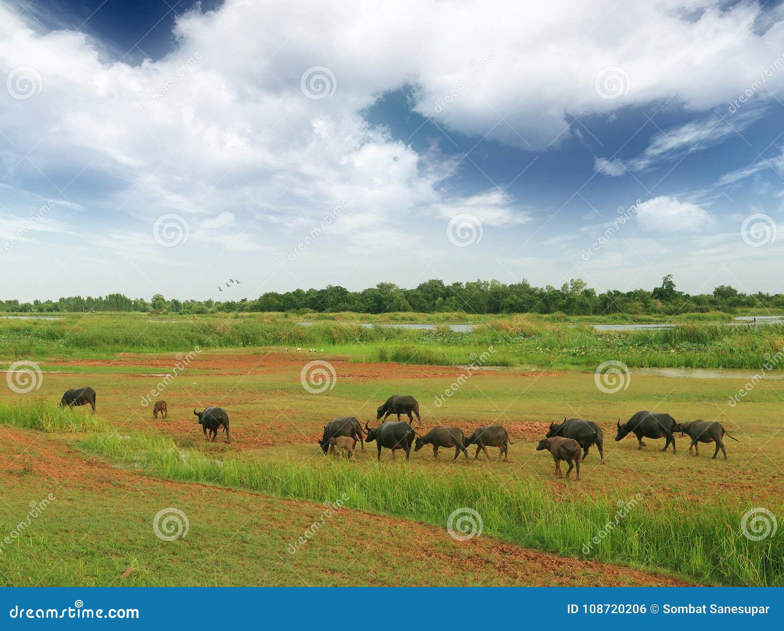 A Group Of Buffalo And Crow That Are Eating Grasses In The Green Farm ...