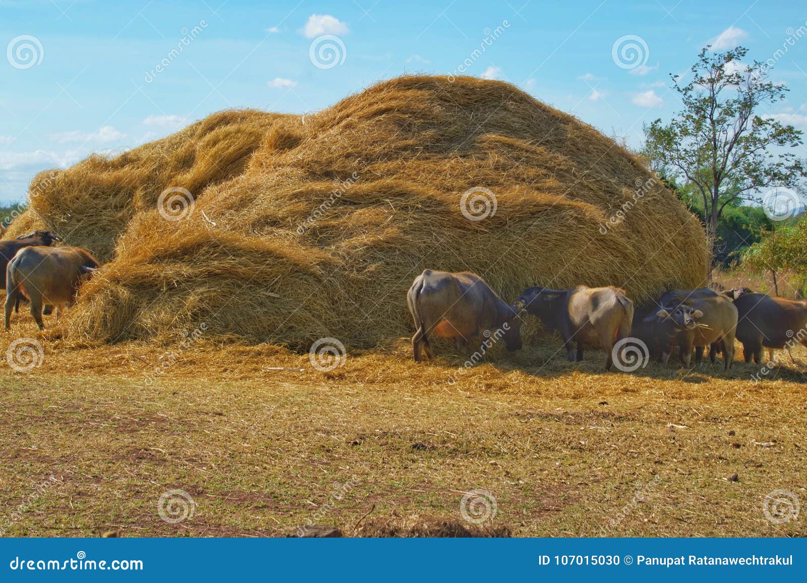A Group of Buffalo Eating Dry Stack Straw. Stock Photo - Image of chaff ...
