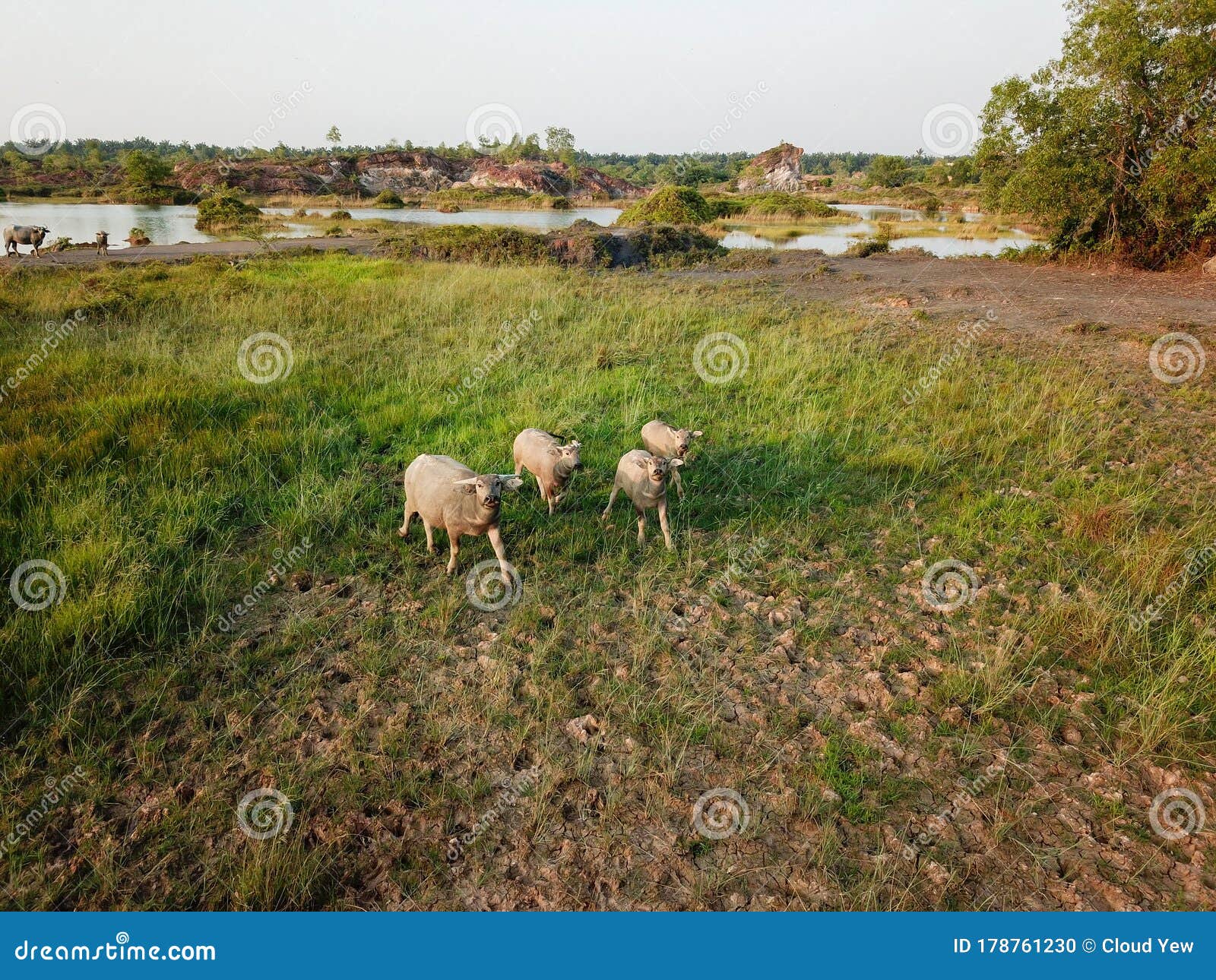 Group of buffalo stock photo. Image of conservation - 178761230