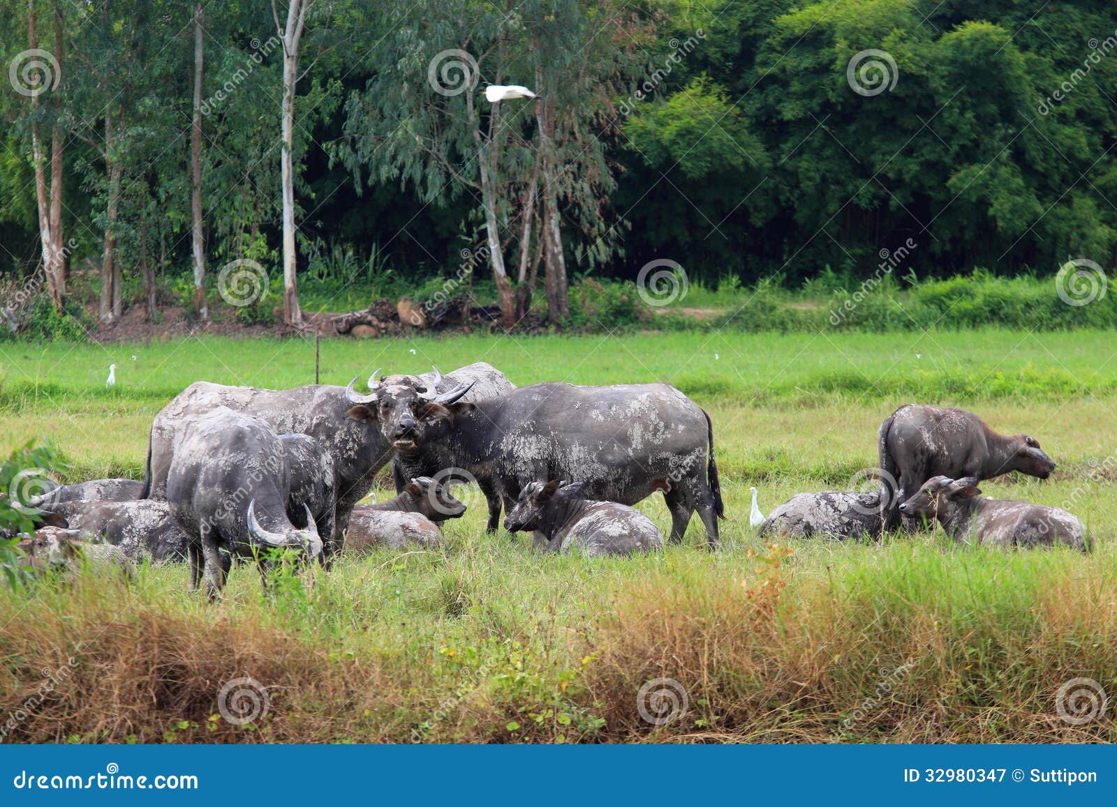 Group of Buffalo in Green Field. Stock Image - Image of black, male ...
