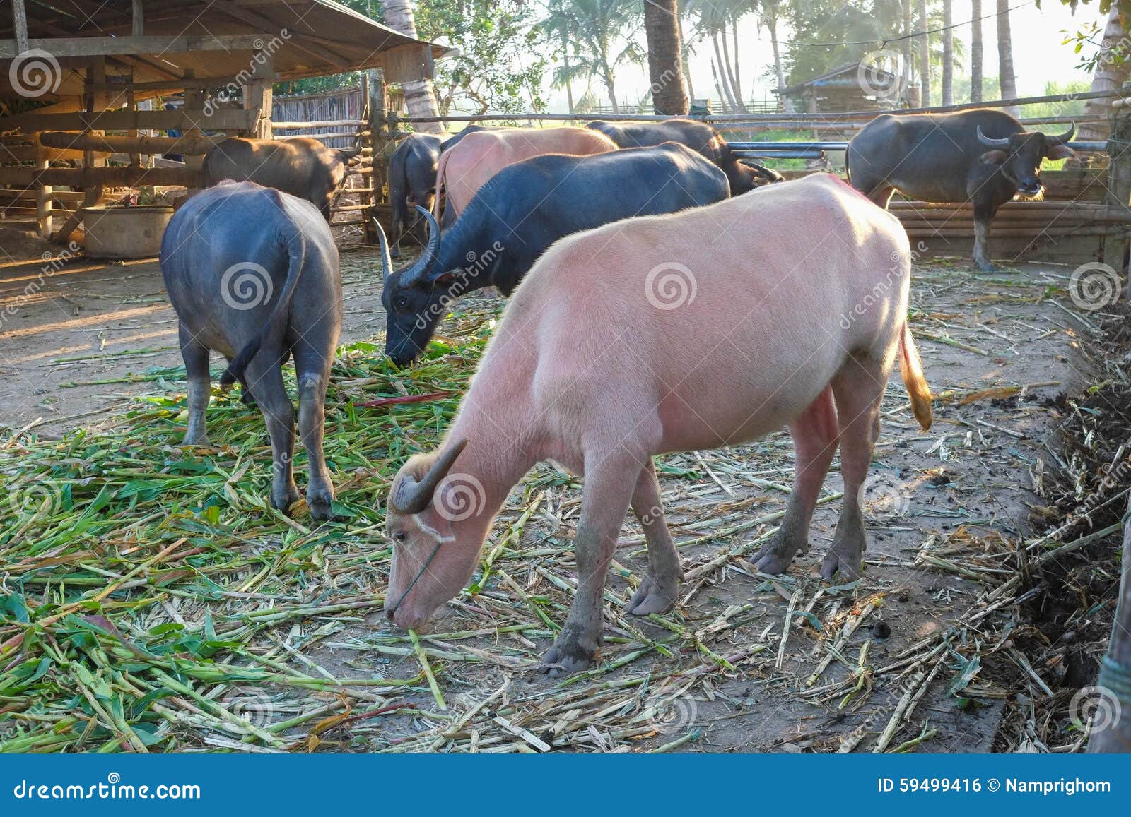 Group of buffalo. stock photo. Image of grass, park, mammal - 59499416