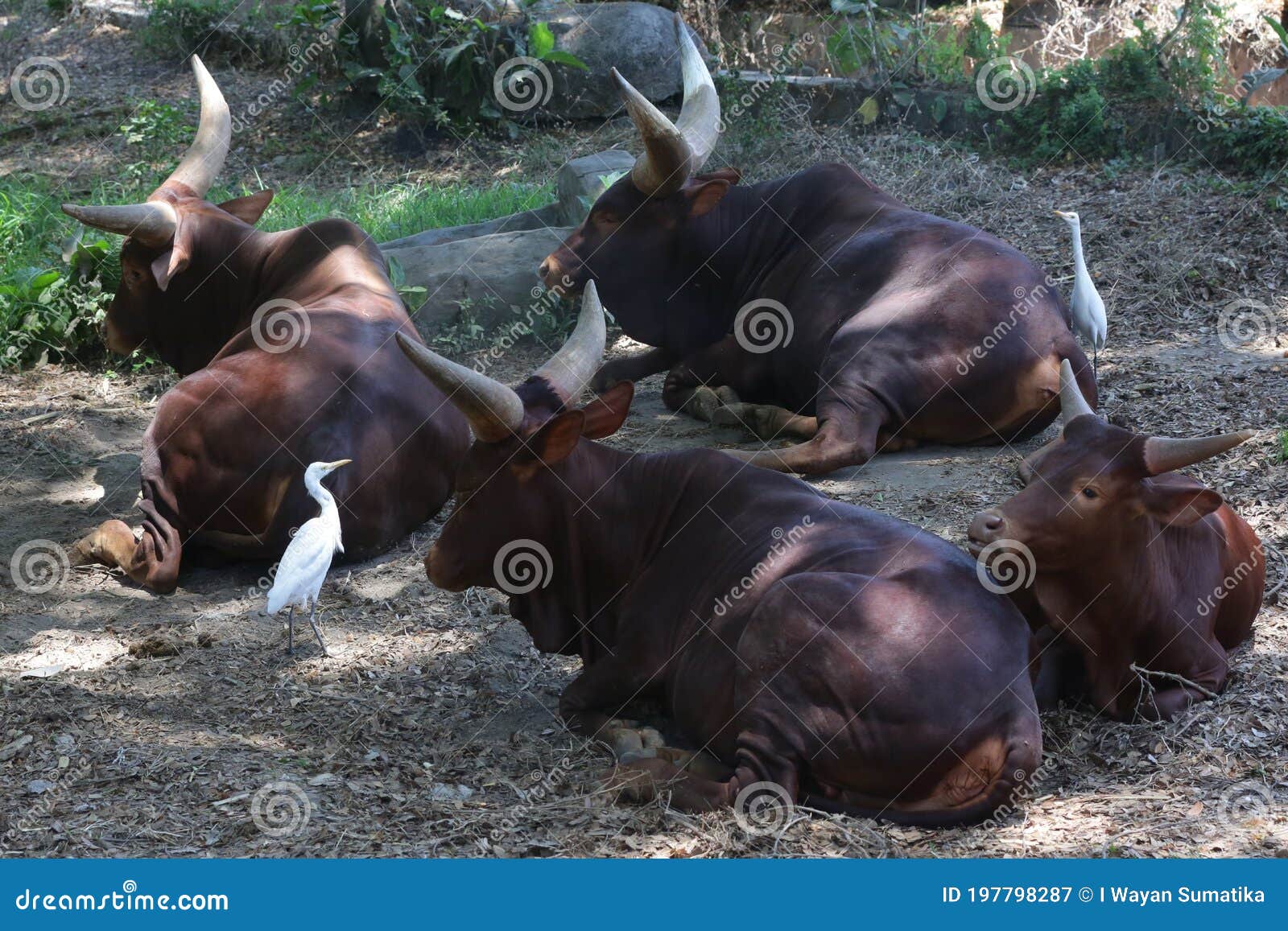 A Group of Buffalo is Resting. Stock Image - Image of nature, safari ...