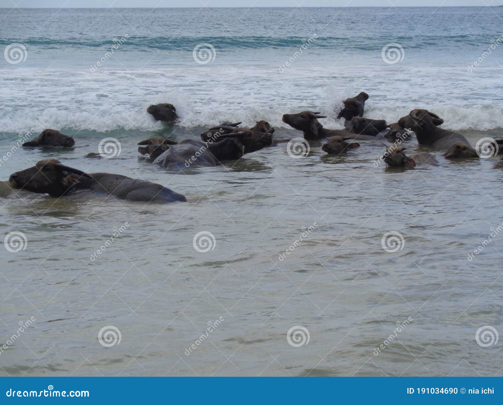 A Group of Buffalo Swimming at the Beach Stock Photo - Image of rock ...