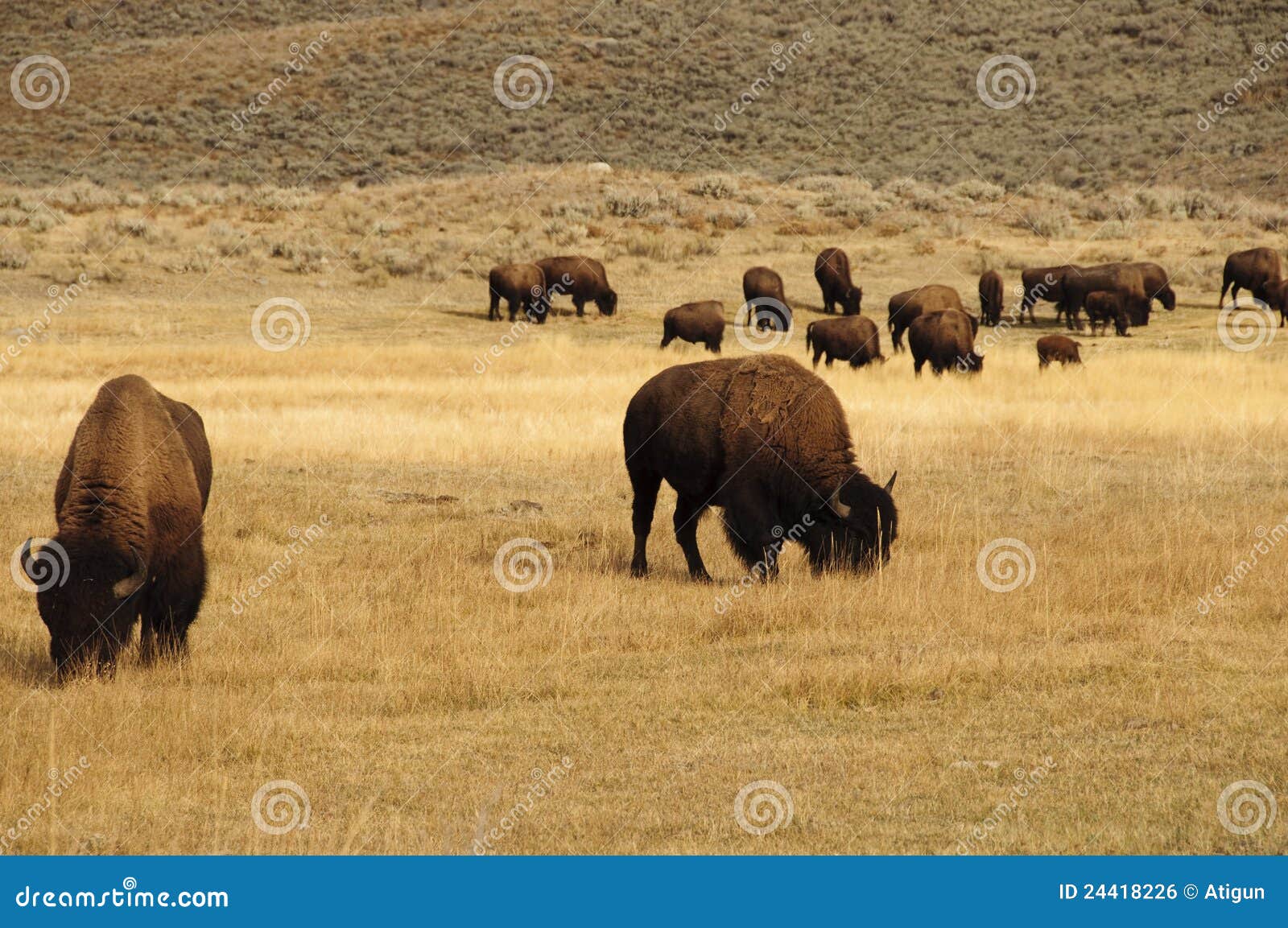 Group of Buffalo in Yellowstone National Park Stock Photo - Image of ...