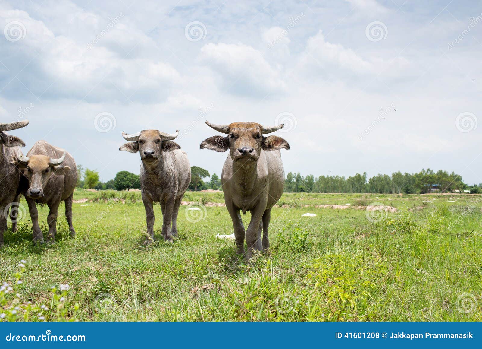 Group of Buffaloes on the Green Field Stock Photo - Image of plant ...
