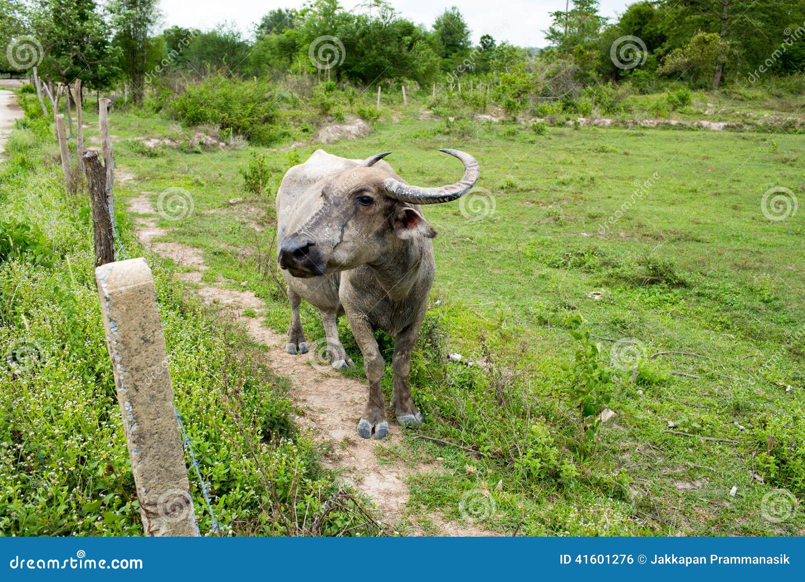 Group of Buffaloes on the Green Field Stock Photo - Image of light ...