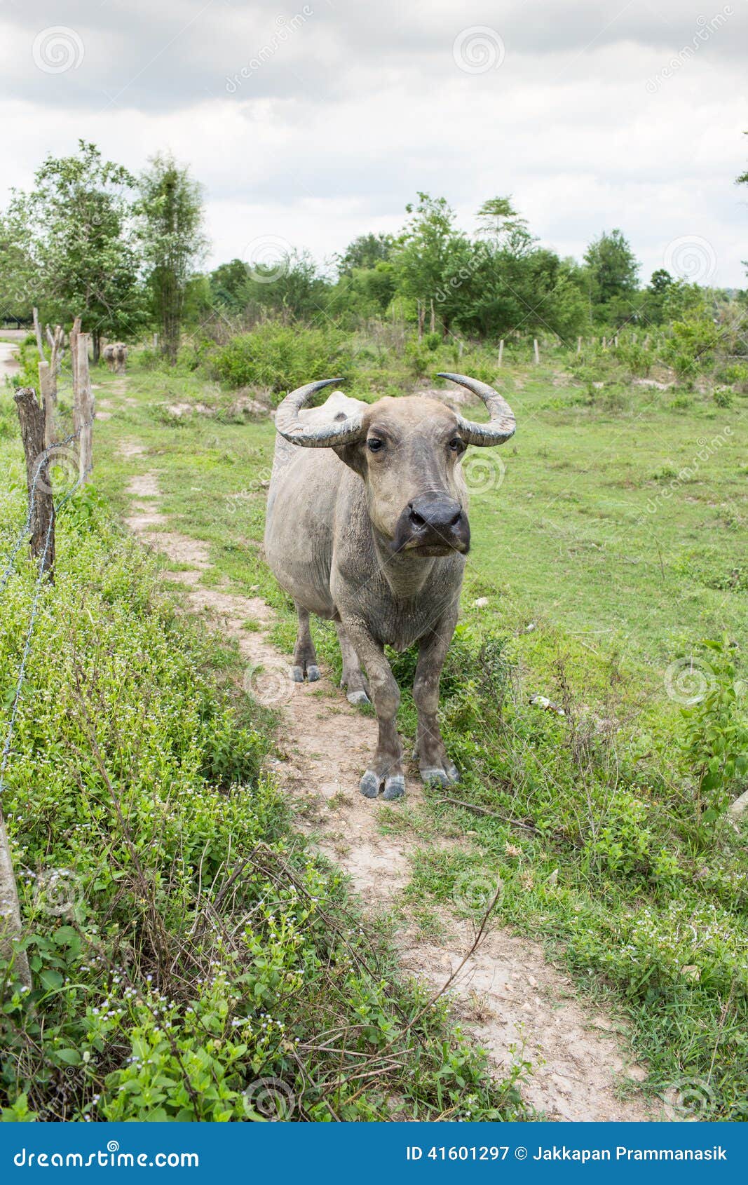 Group of Buffaloes on the Green Field Stock Image - Image of blue ...