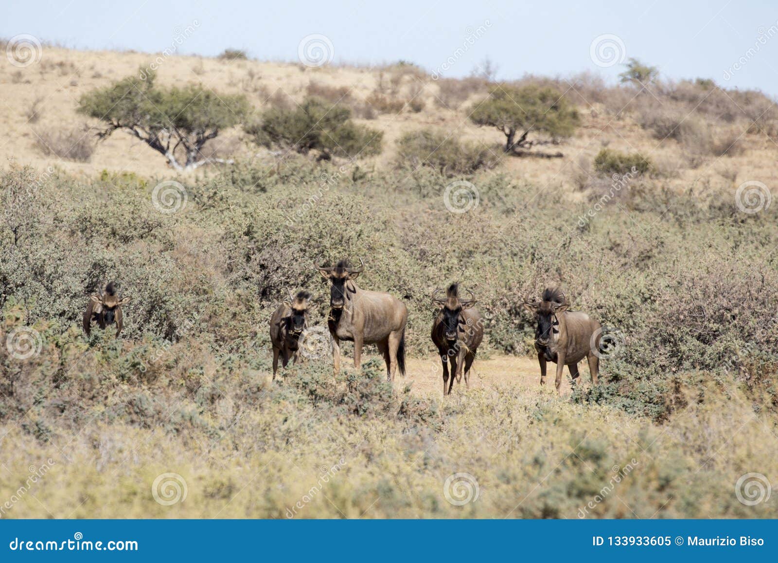Group of Buffalos in Namibia Stock Image - Image of buffalo, panorama ...