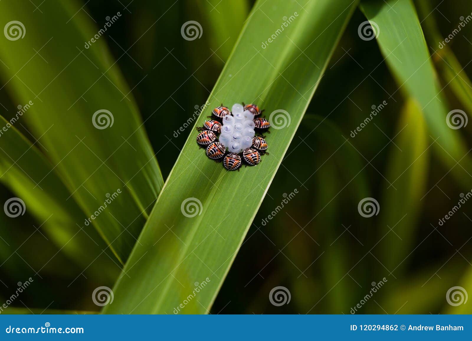 Group of Bugs Watching Over Their Young. Stock Photo - Image of babies ...