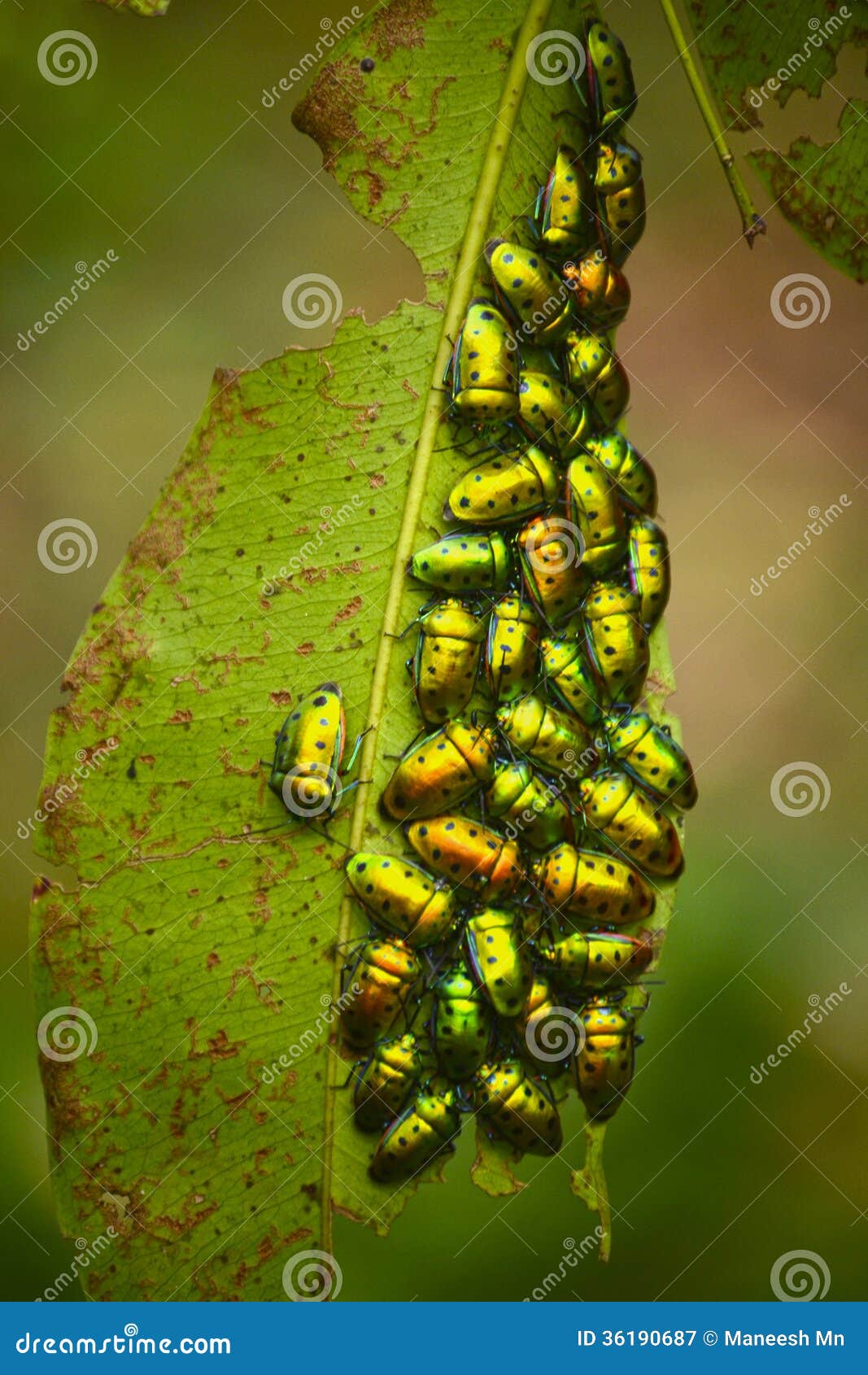 Group of bugs stock image. Image of shadows, nikon, leaf - 36190687