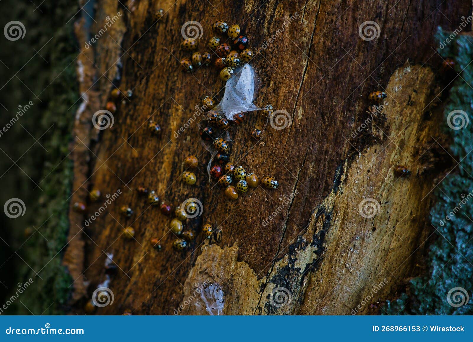 Group Of Bugs On Sacred Fig Tree. Hundreds Of Bugs Clung On The Tree ...