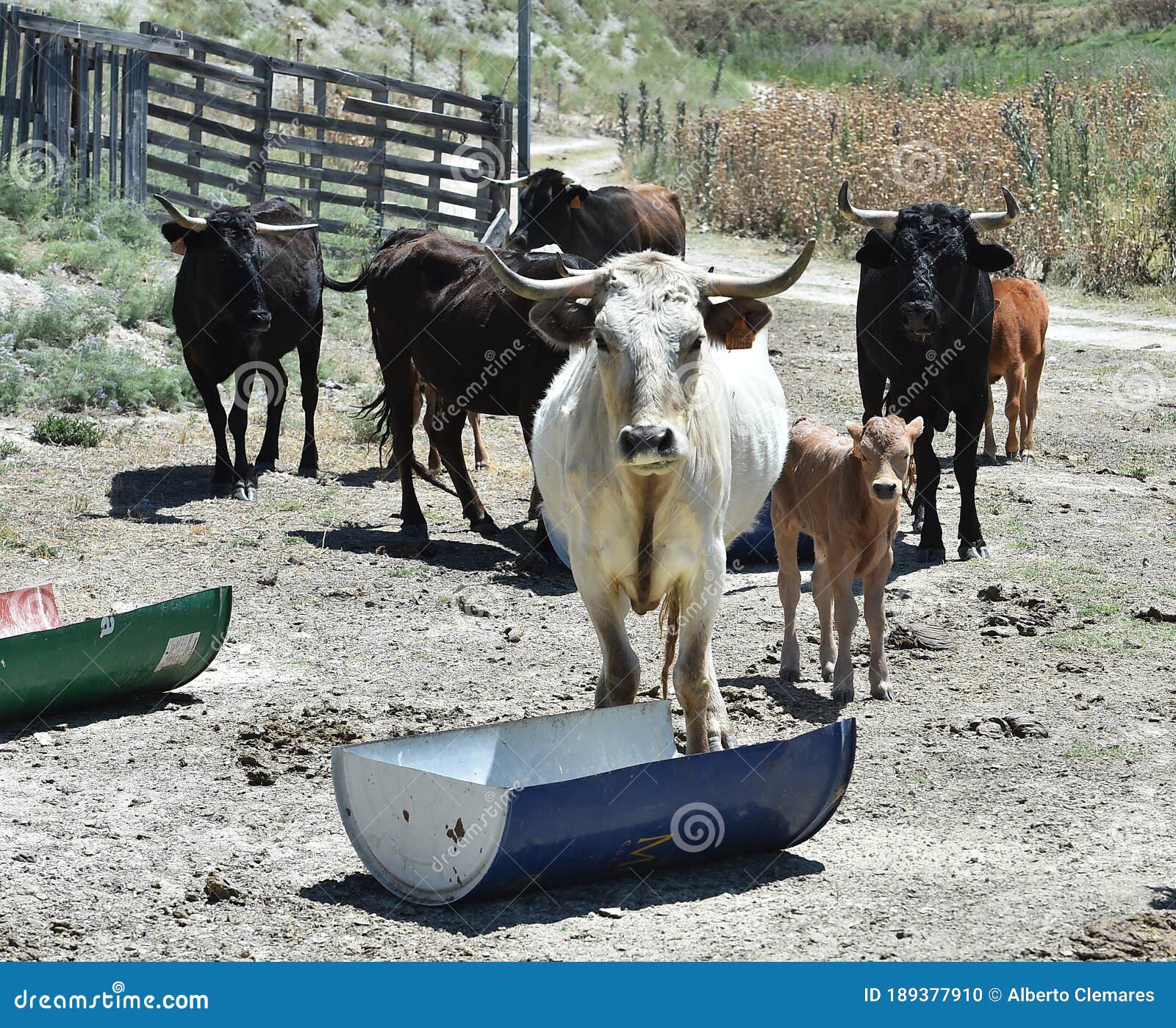 A Group of Buills on the Spanish Cattle Farm Stock Photo - Image of ...