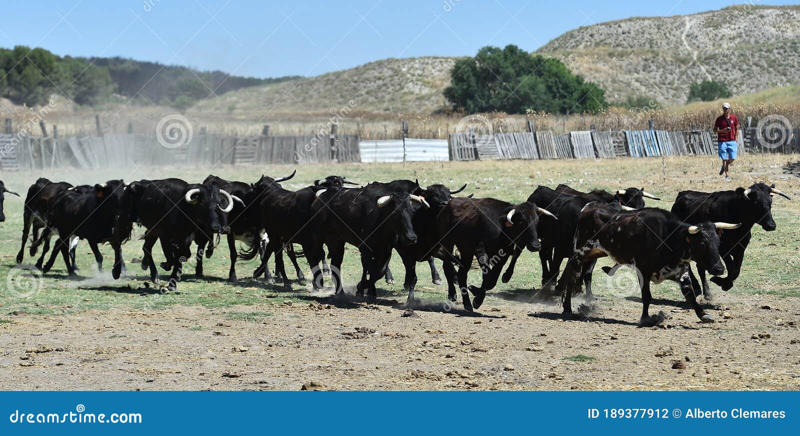 A Group of Buills on the Spanish Cattle Farm Editorial Photography ...