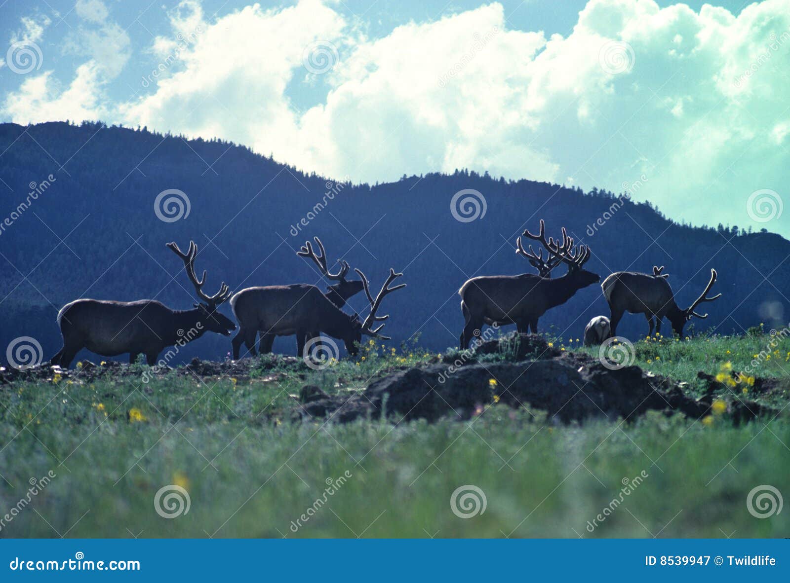 Group Bull Elk in Velvet stock image. Image of animals - 8539947