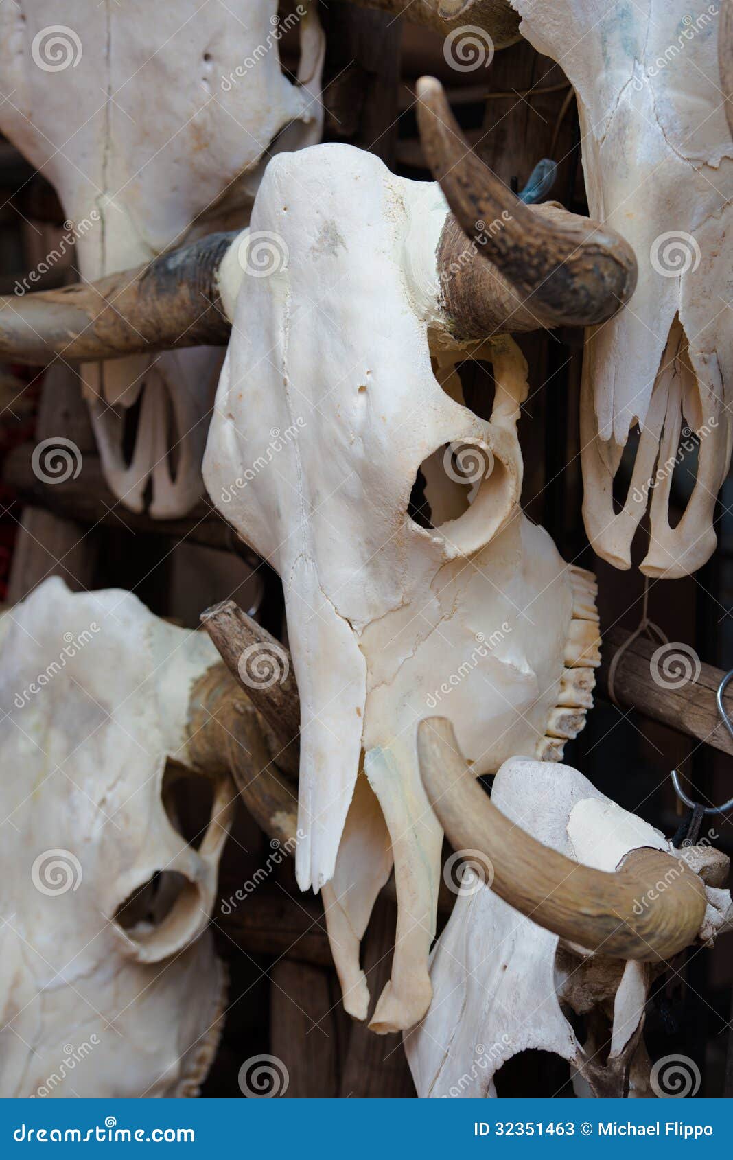 Group of Bull Skulls As a Background Stock Image - Image of steer ...