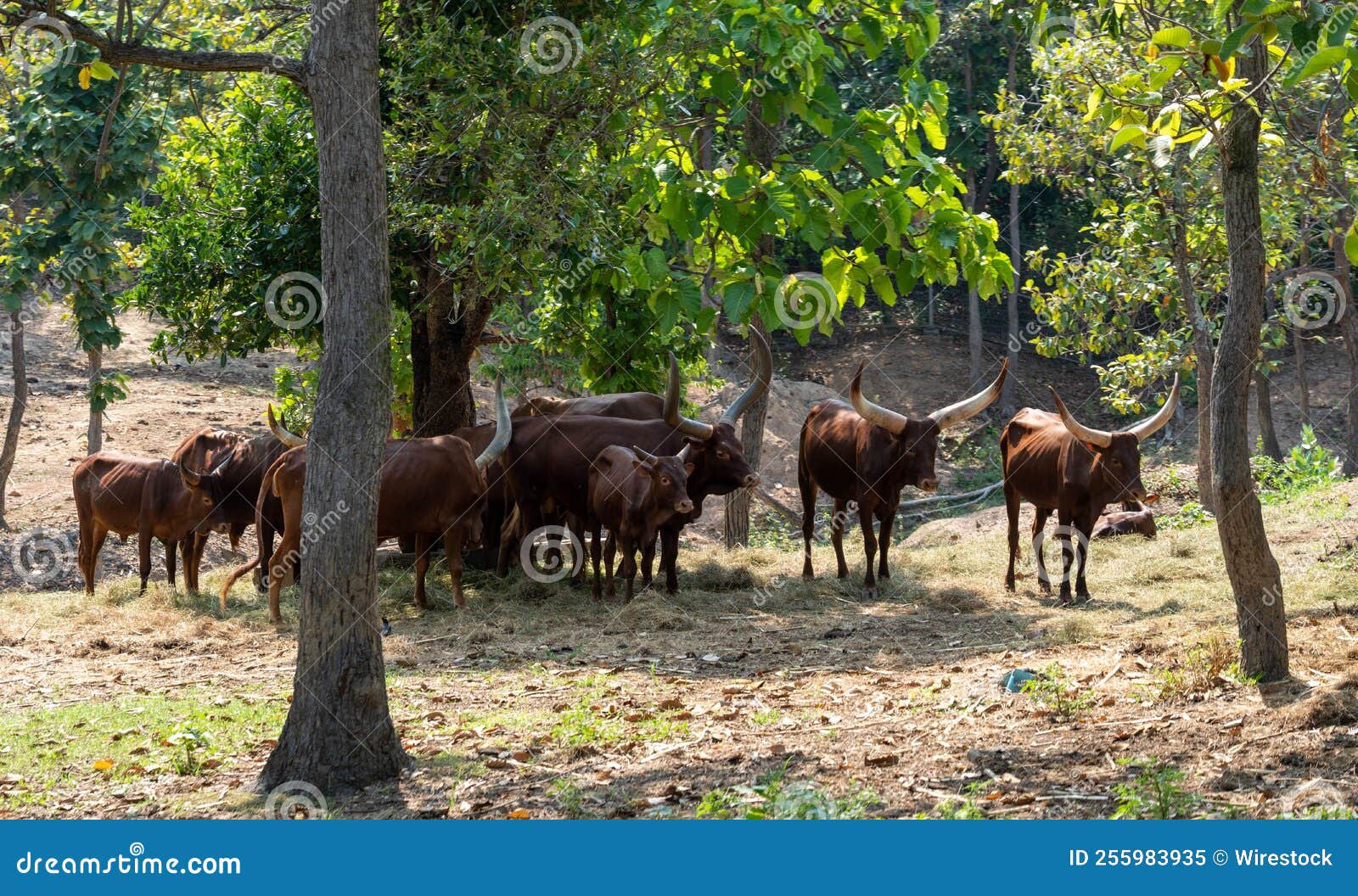 Group of Bulls Standing Under Trees Stock Image - Image of horns ...