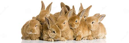 Group of bunnies stock image. Image of family, nursery - 2307411