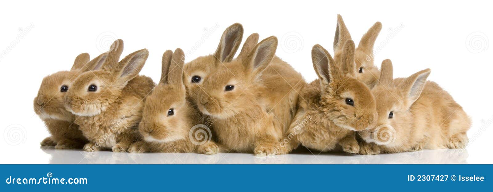 Group of bunnies stock image. Image of hear, fearful, fine - 2307427