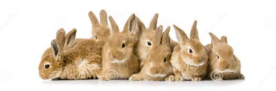 Group of bunnies stock image. Image of fine, easter, cattle - 2307455