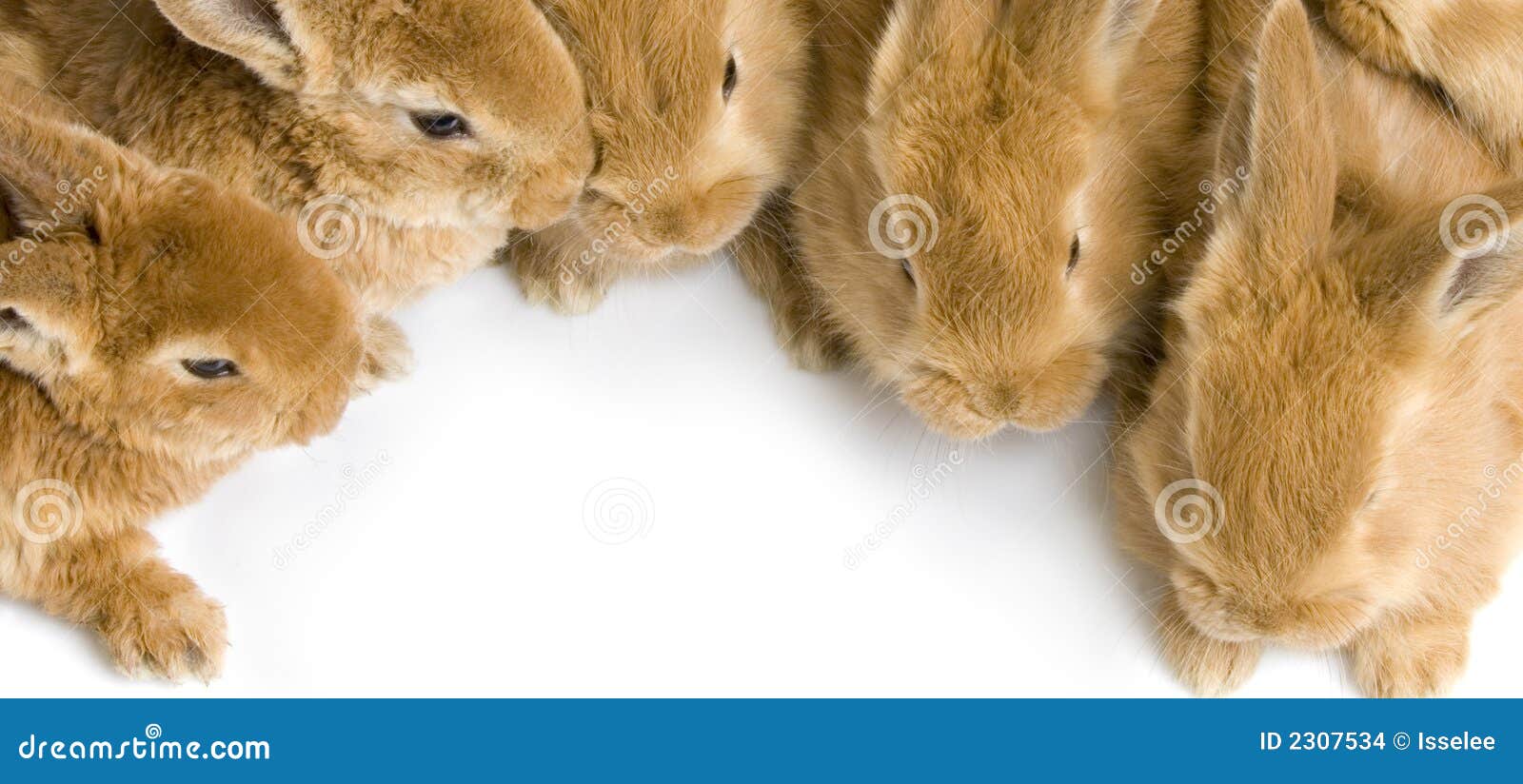 Group Of Bunnies Stock Image | CartoonDealer.com #2307409