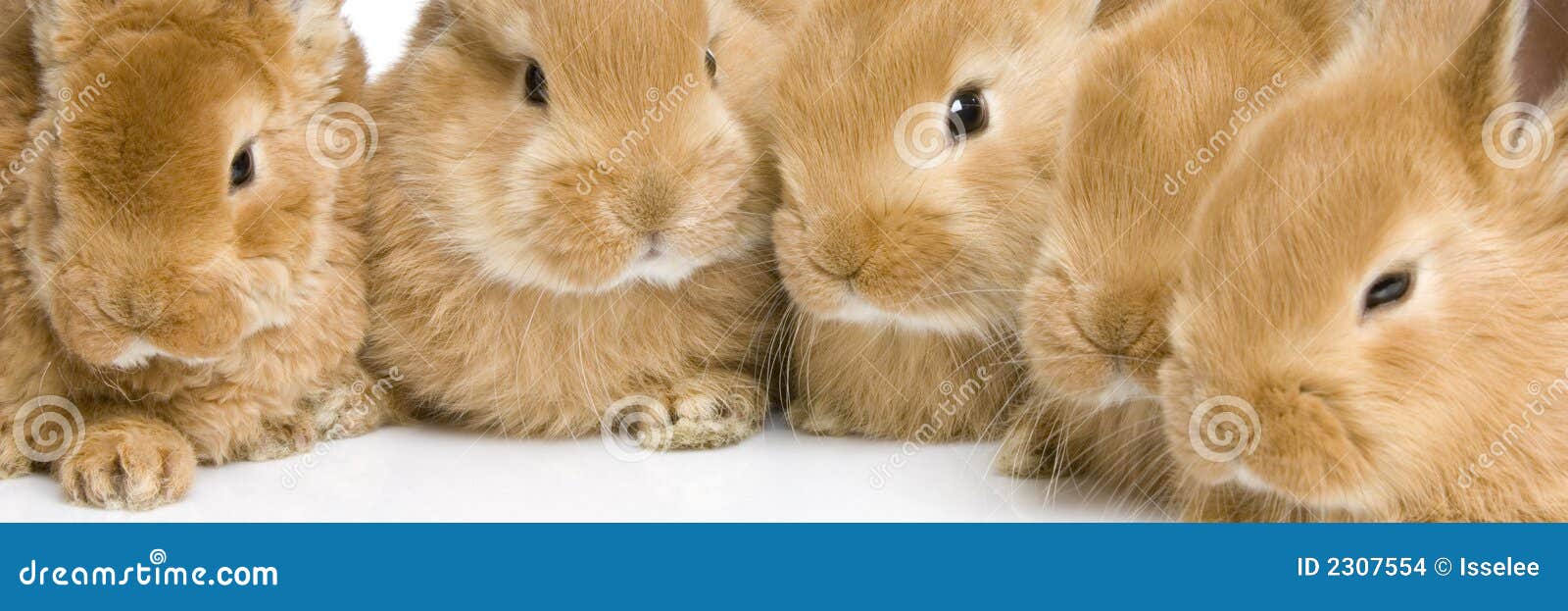 Group of bunnies stock photo. Image of baby, cute, eyes - 2307554