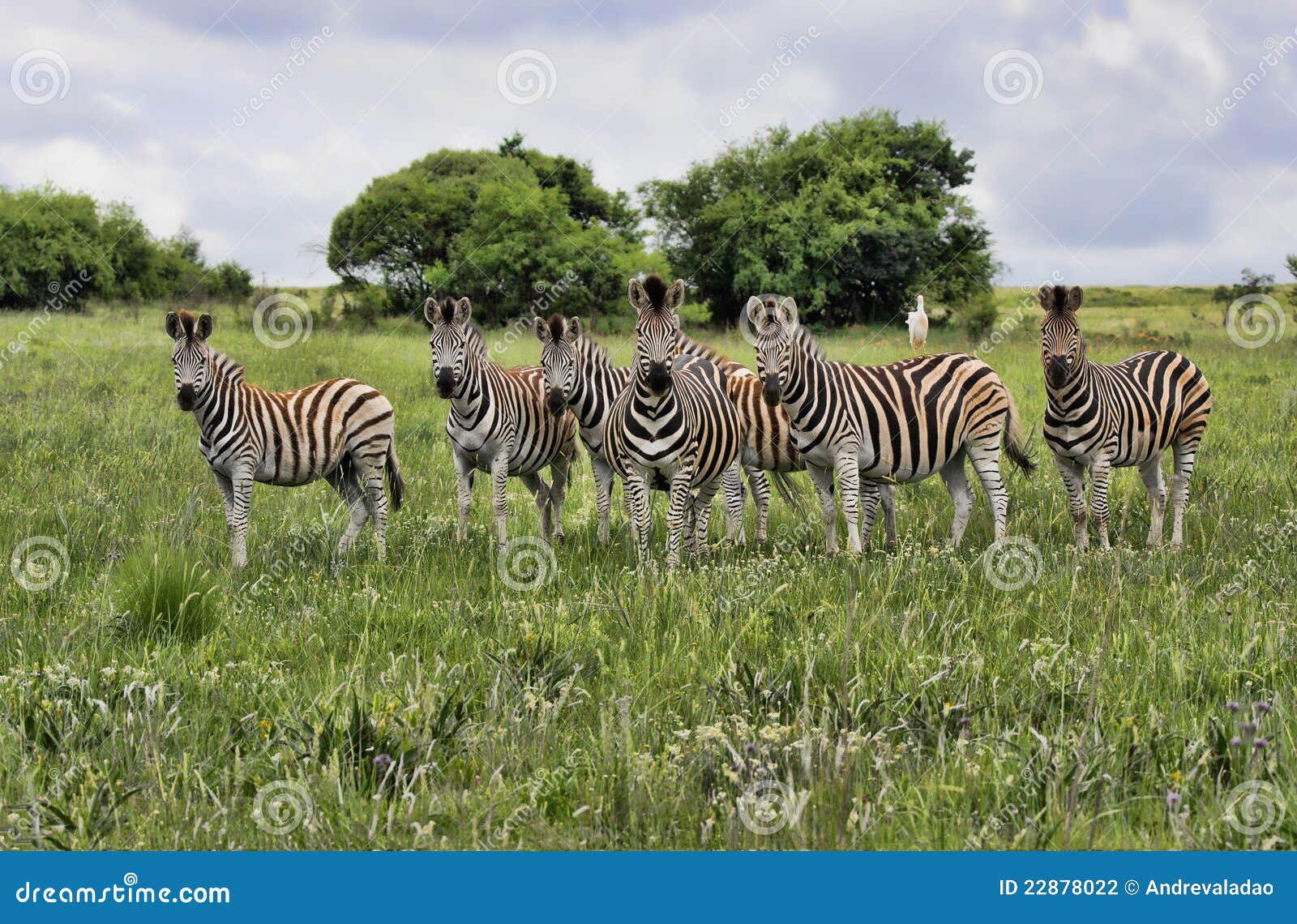 Group of Burchells Zebra stock photo. Image of southern - 22878022