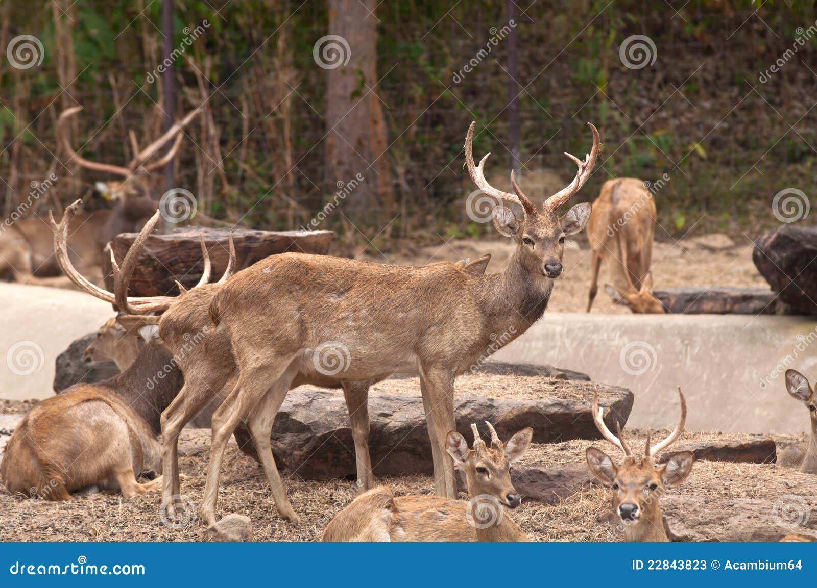 A Group of Burmese Brow-Antlered Deer Stock Image - Image of mammal ...