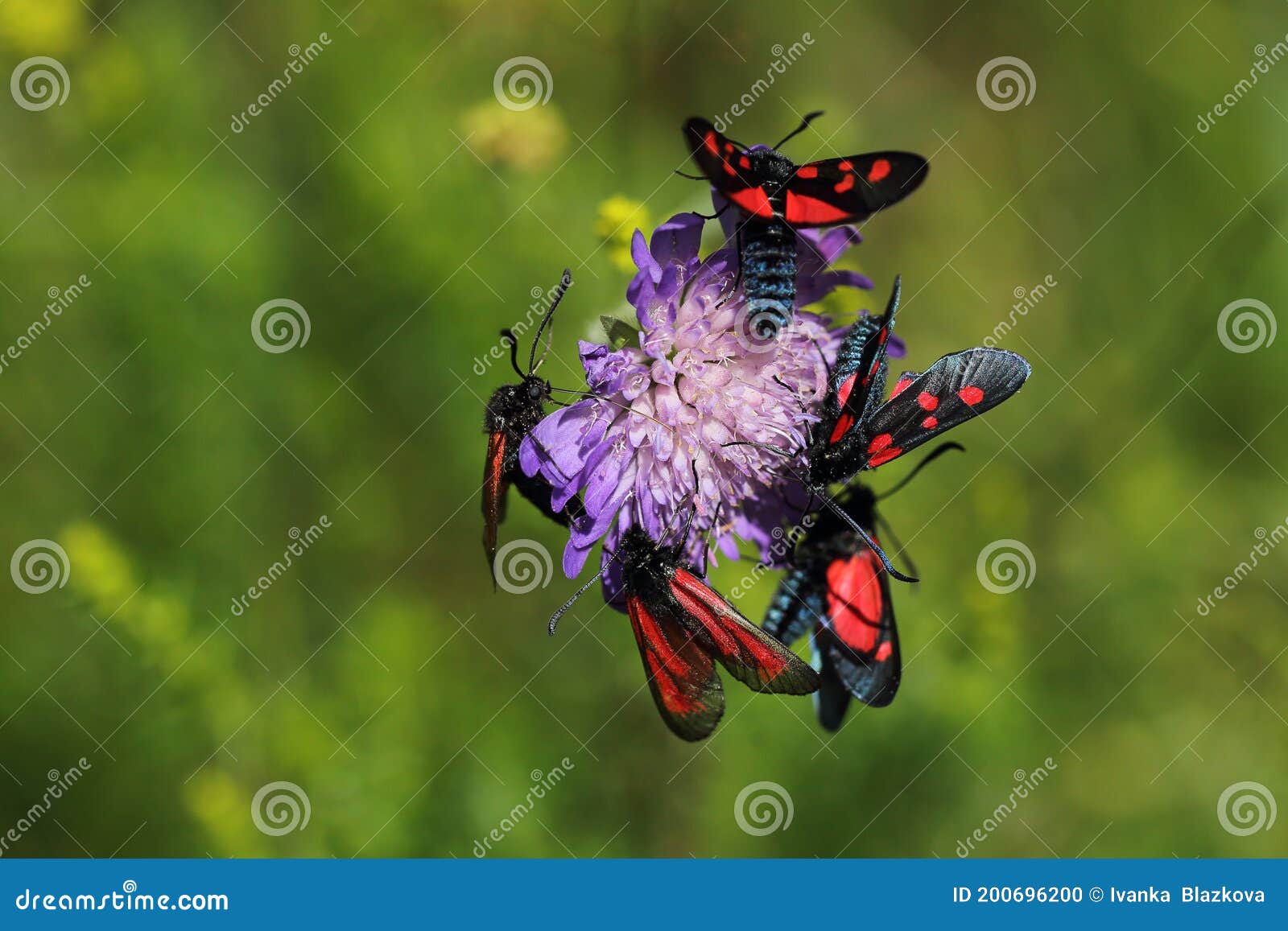 Group of burnet moths stock photo. Image of animal, purpuralis - 200696200