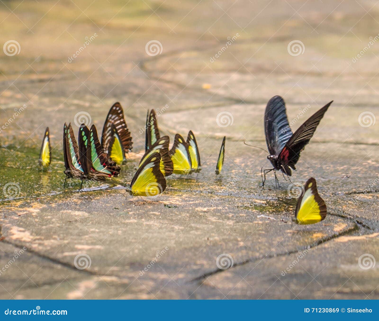 Group of Butteflies on the Floor Stock Image - Image of cheerful ...