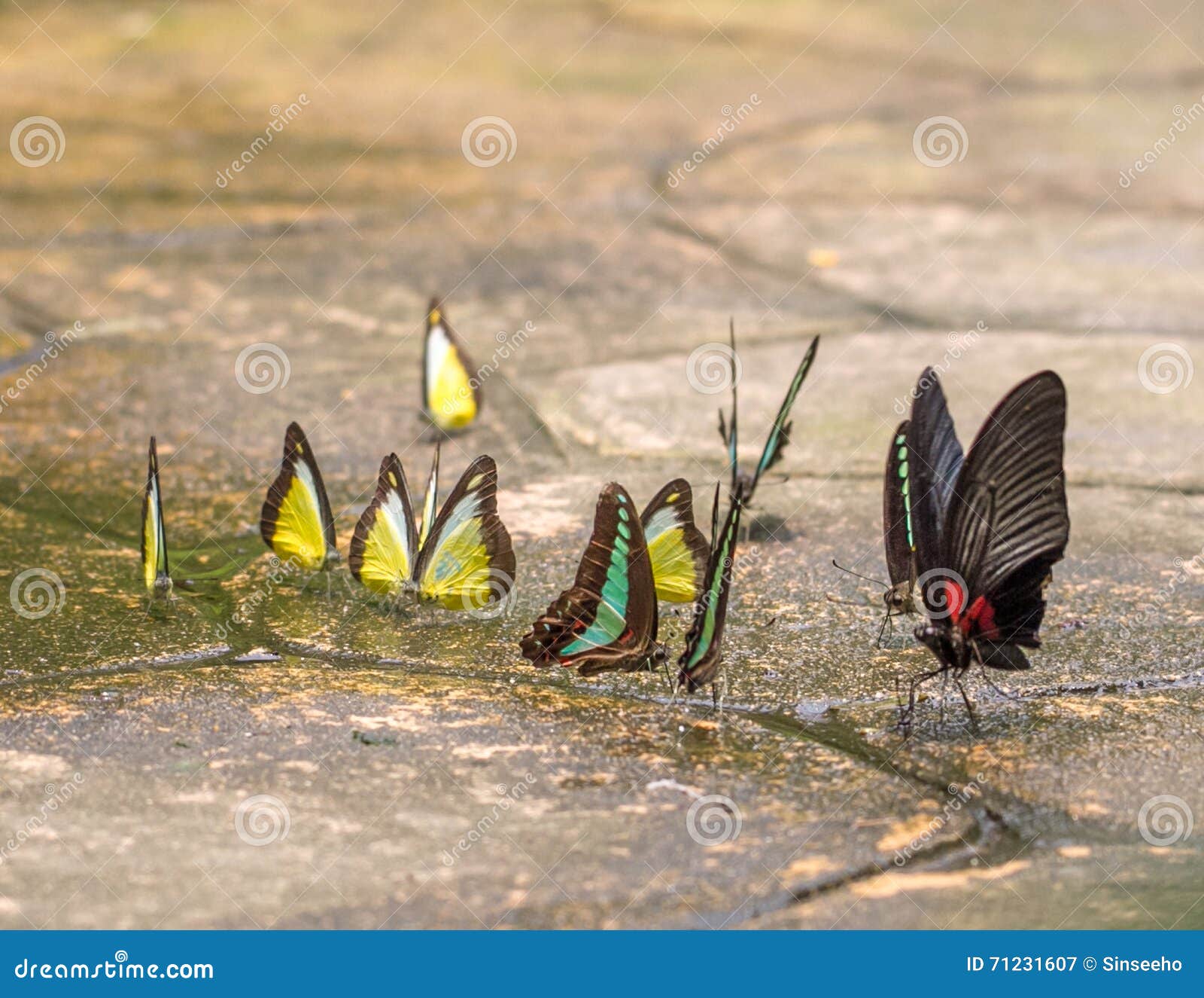 Group of Butteflies on the Floor Stock Image - Image of female, nature ...