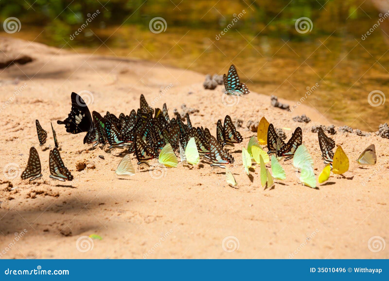 Group of butterflies stock photo. Image of pond, sand - 35010496