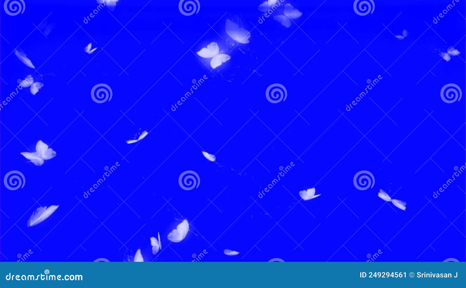 Group of Butterflies Flying on Blue Screen Mat Background 4K Animation ...