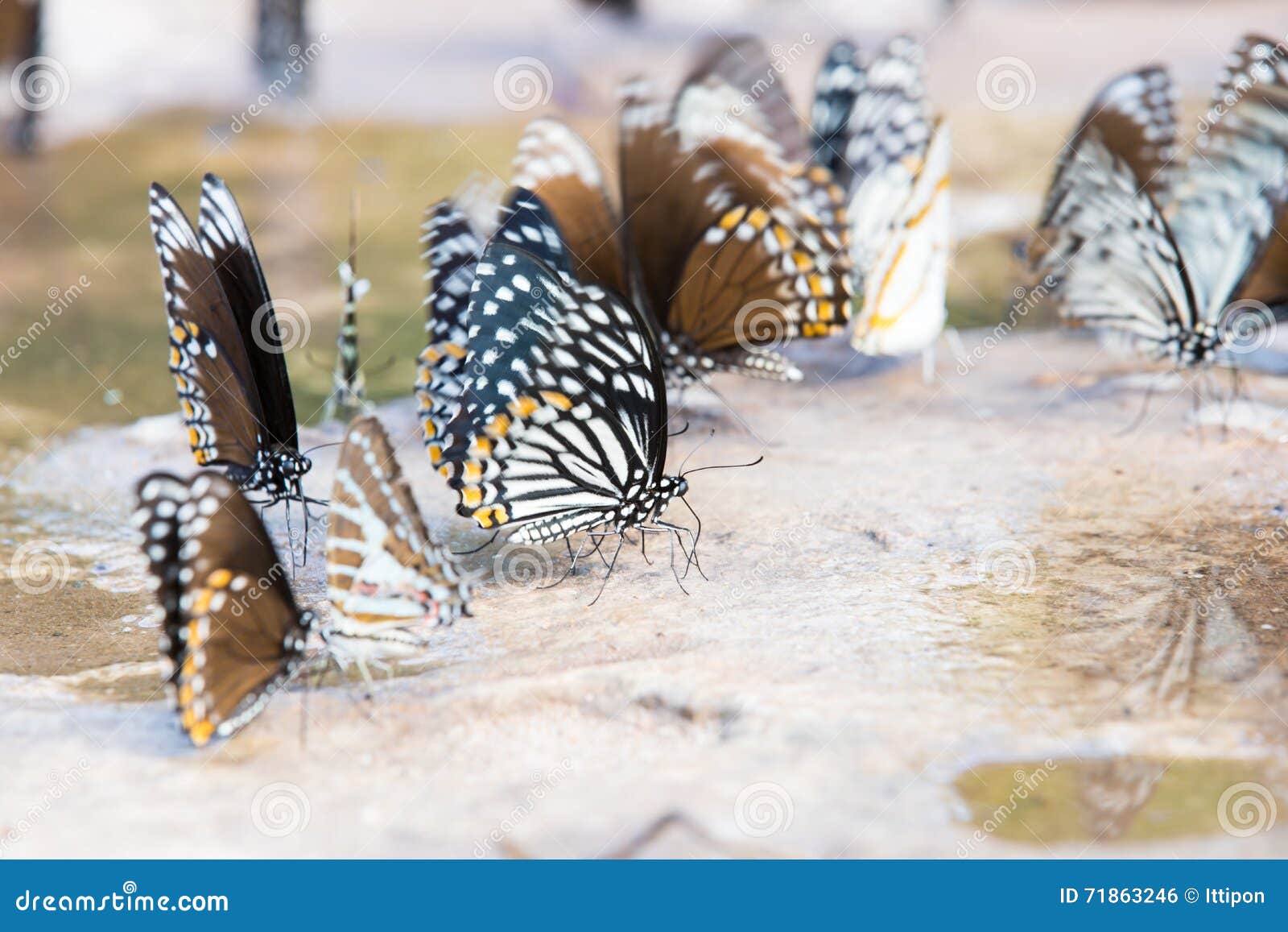 Group of butterflies stock photo. Image of water, critter - 71863246