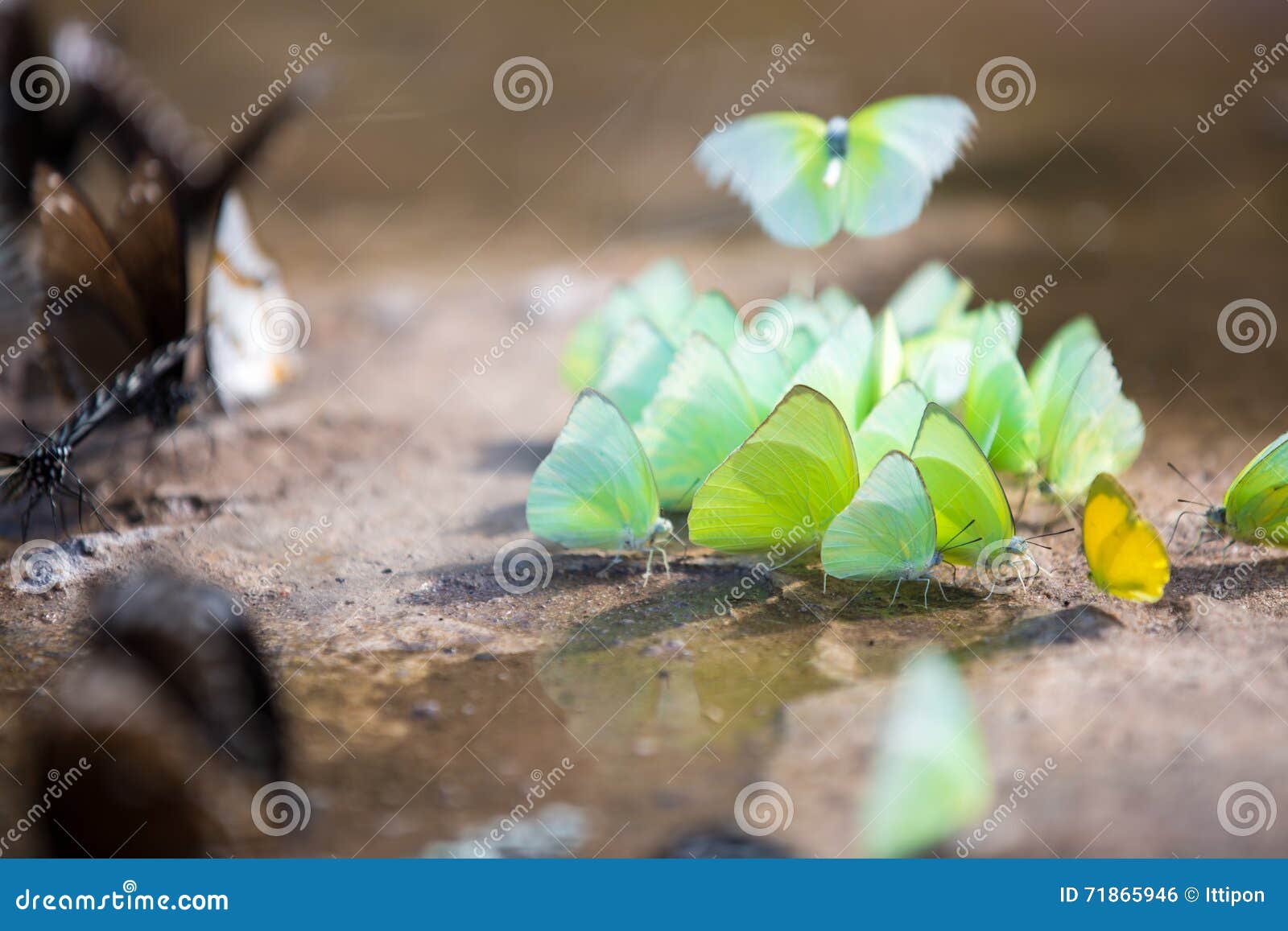 Group of butterflies stock photo. Image of nature, move - 71865946